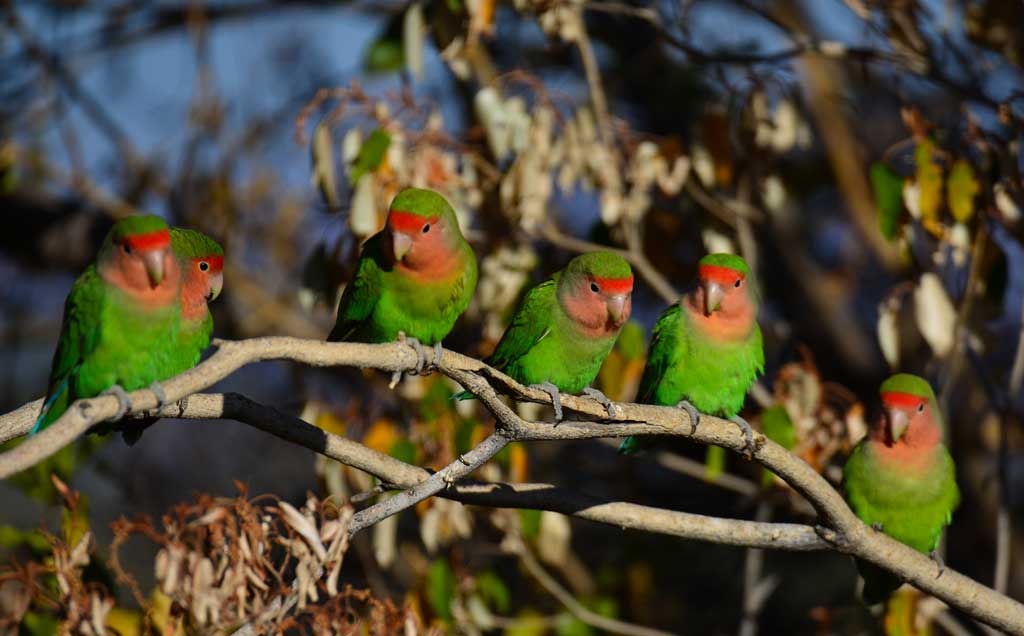 The birds that catch the eye - Nature Travel Birding