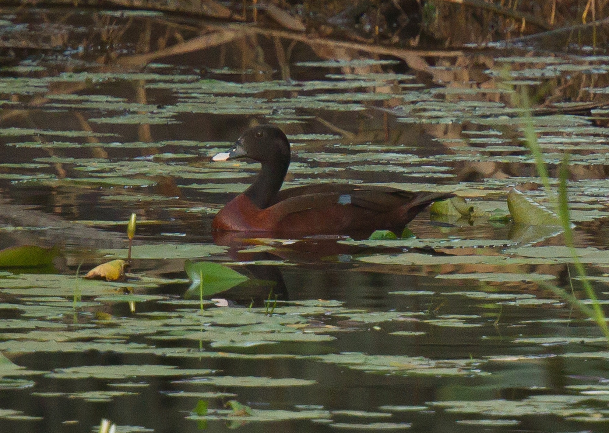 Ghana - Nature Travel Birding