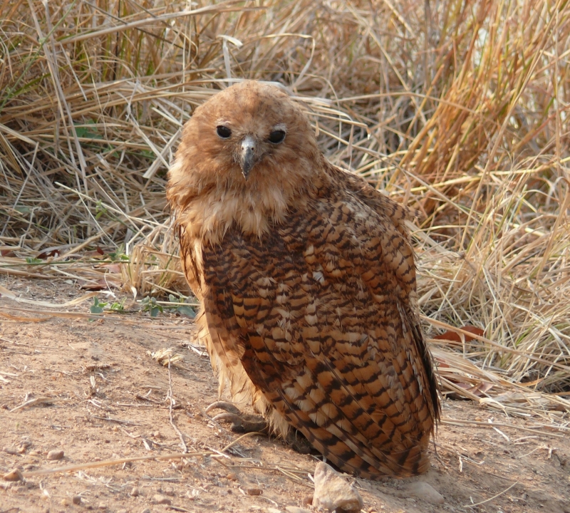 Pel's Fishing Owl (Scotopelia peli) - Nature Travel Birding