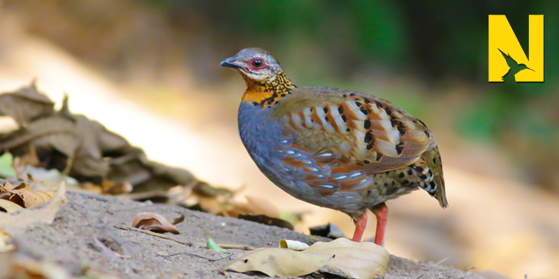 China - Nature Travel Birding