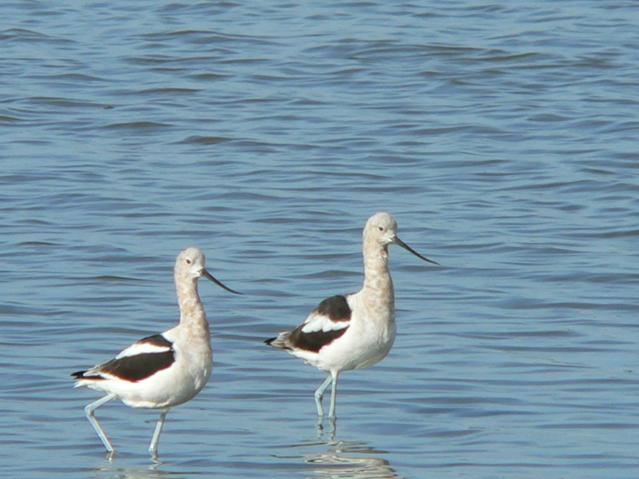 Delmarva Peninsula - Nature Travel Birding