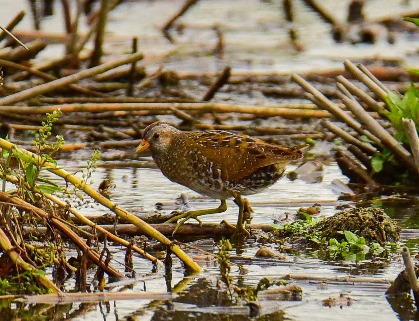 Nature Travel Birding - Netherlands Birding Tour: Speciality Birding