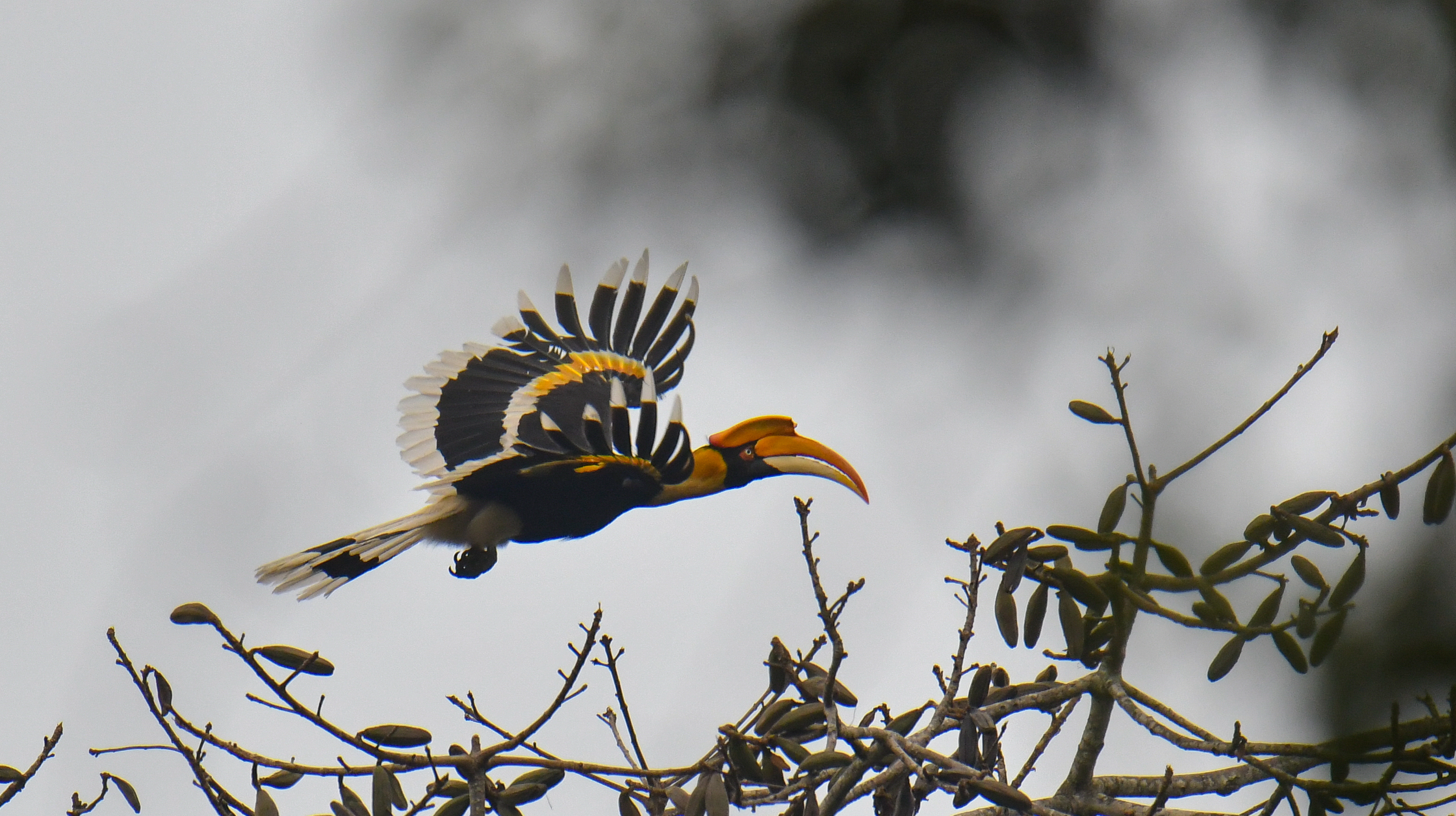 North East India – Trip Report – Nature Travel Birding