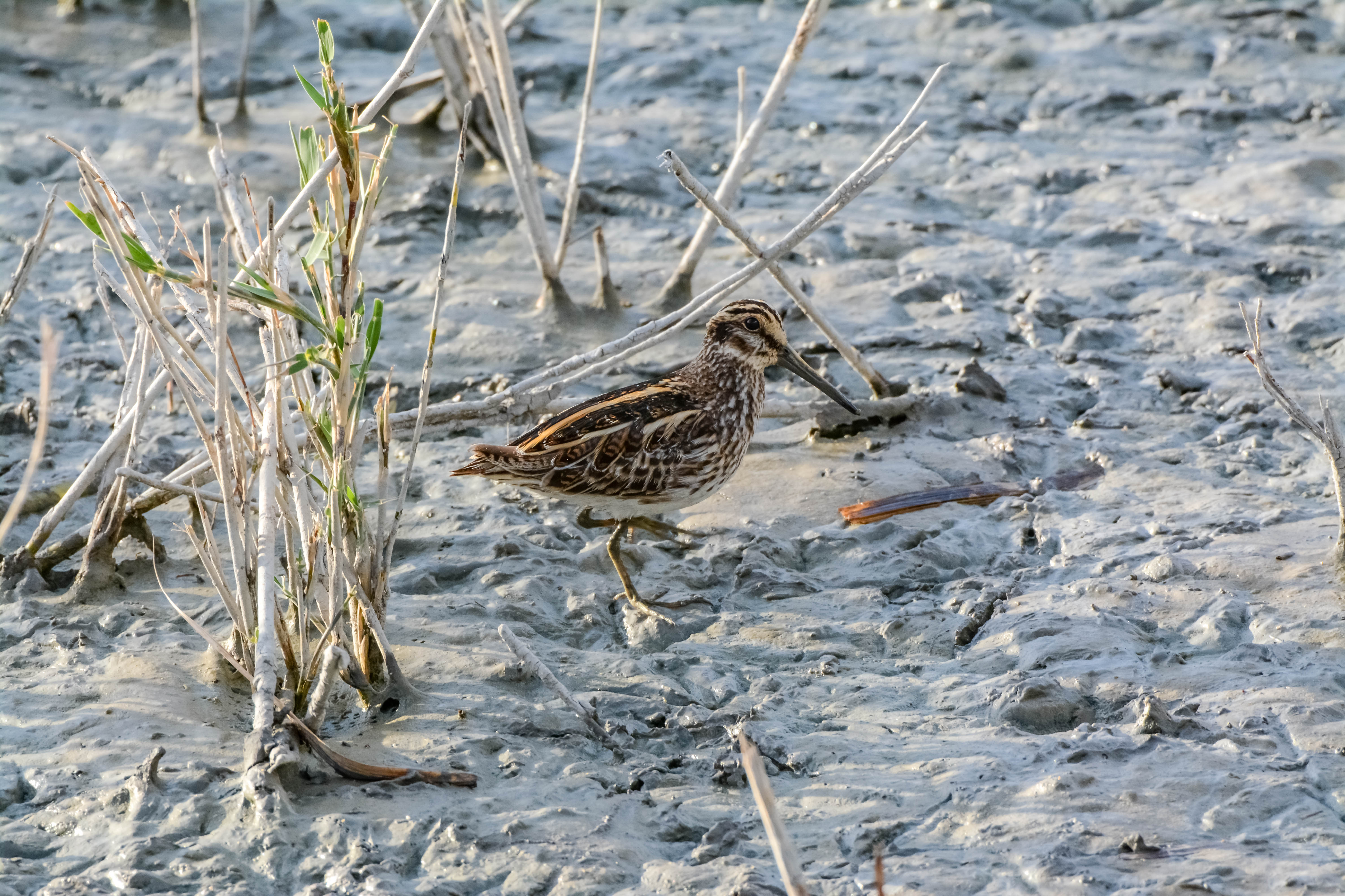Jack Snipe - Nature Travel Birding