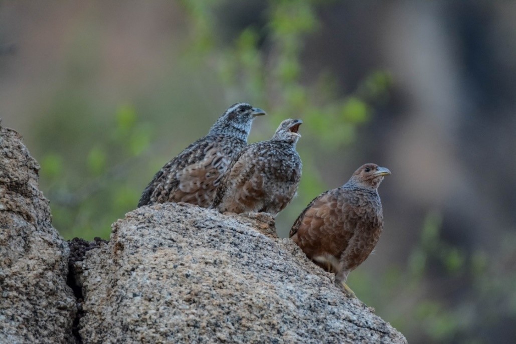Personalised Namibia Birding - Nature Travel Birding