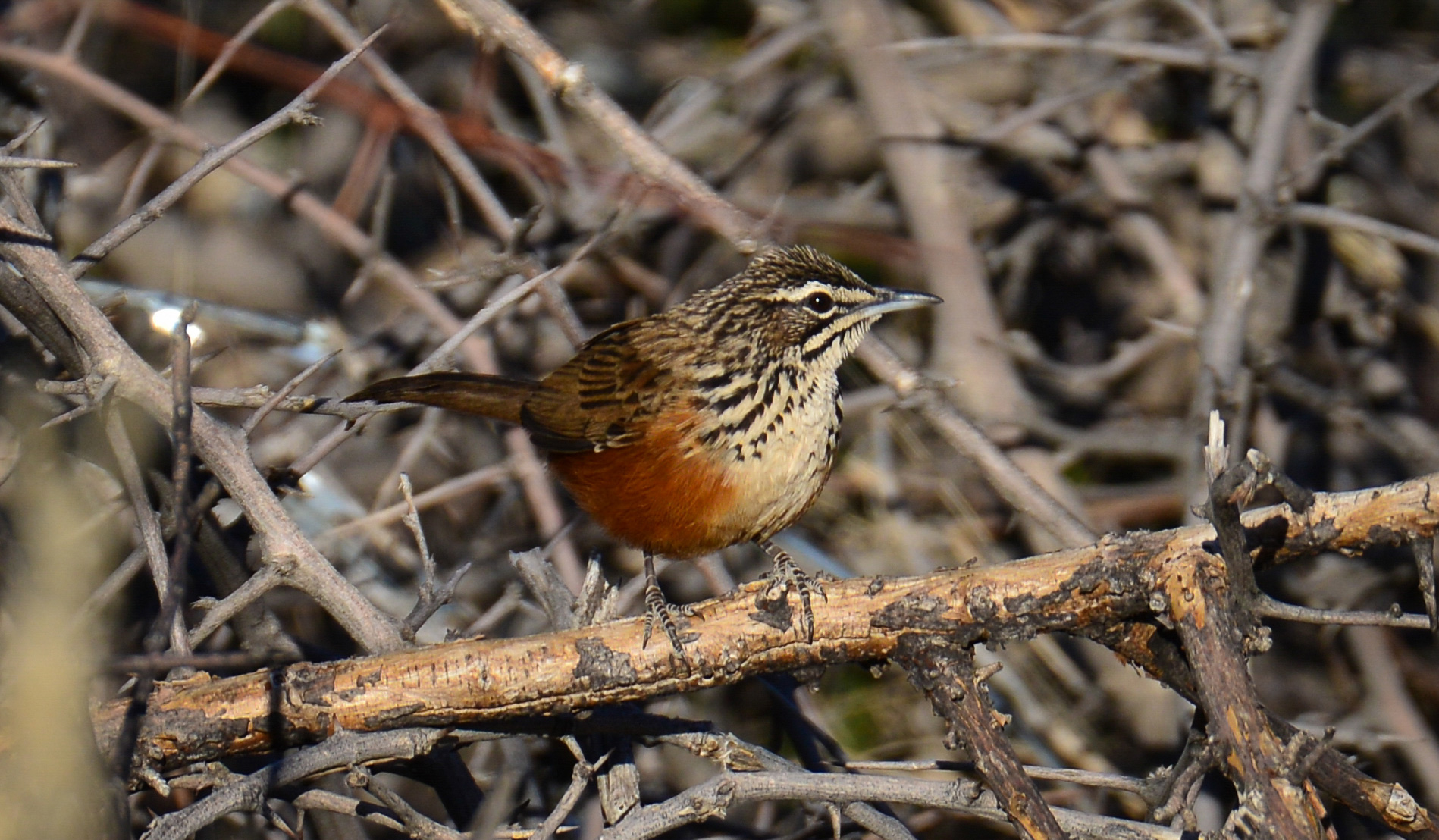 Seeing the near-endemic Rockrunner - Nature Travel Birding