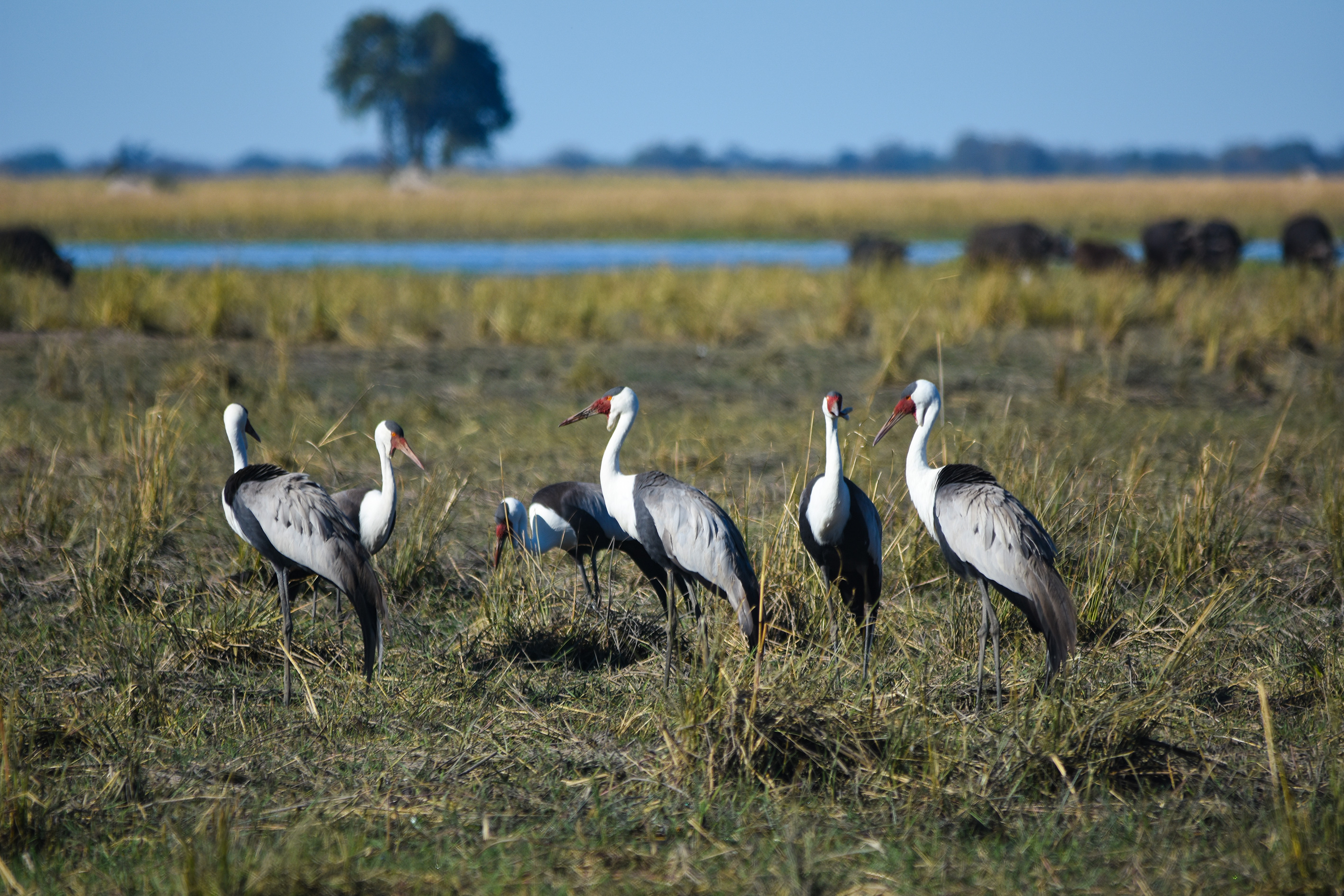 Top birds of Namibia Gallery - Nature Travel Birding