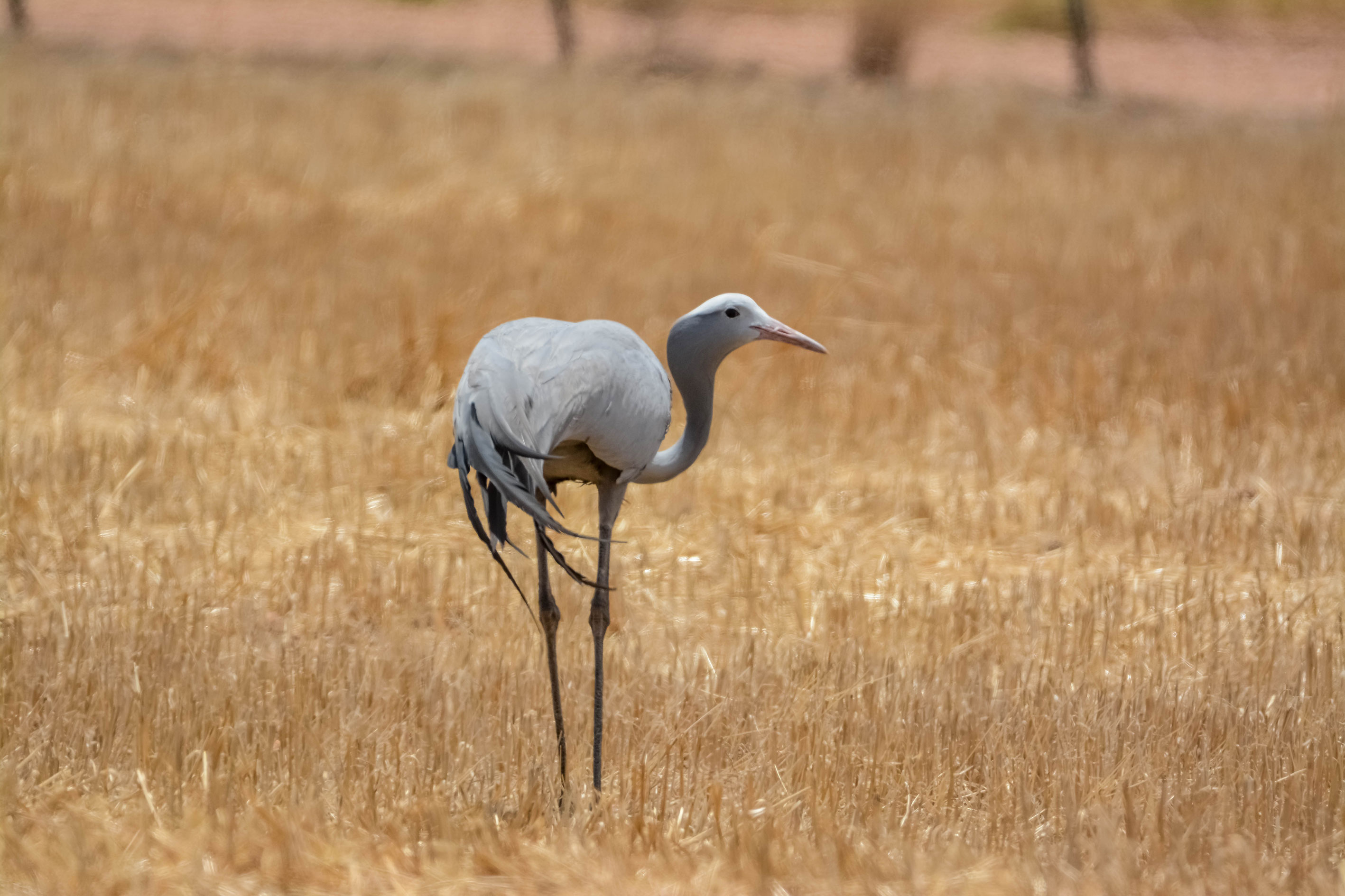 Namibia Endemics - Nature Travel Birding