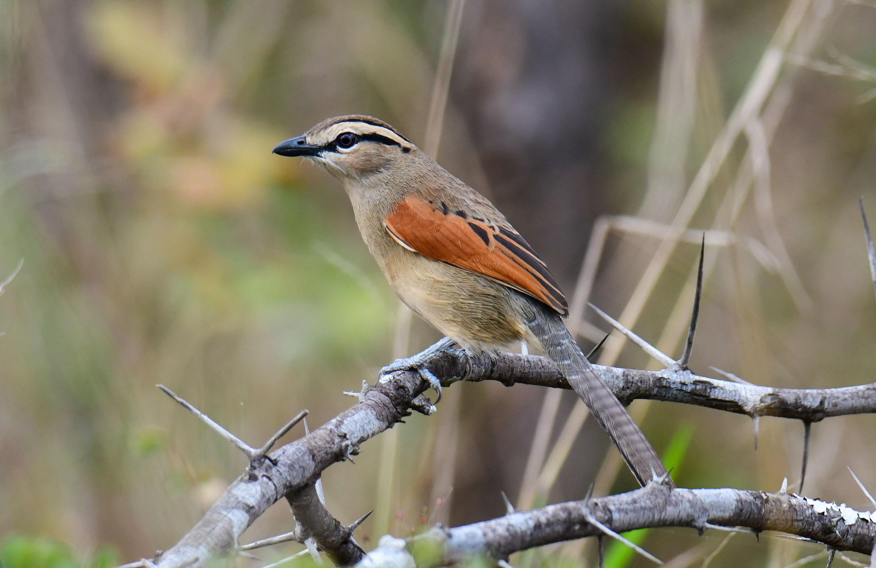 Namibia Endemics - Nature Travel Birding