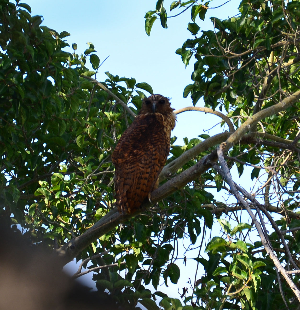 Oh, the excitement of seeing the Pel's Fishing Owl! - Nature Travel Birding