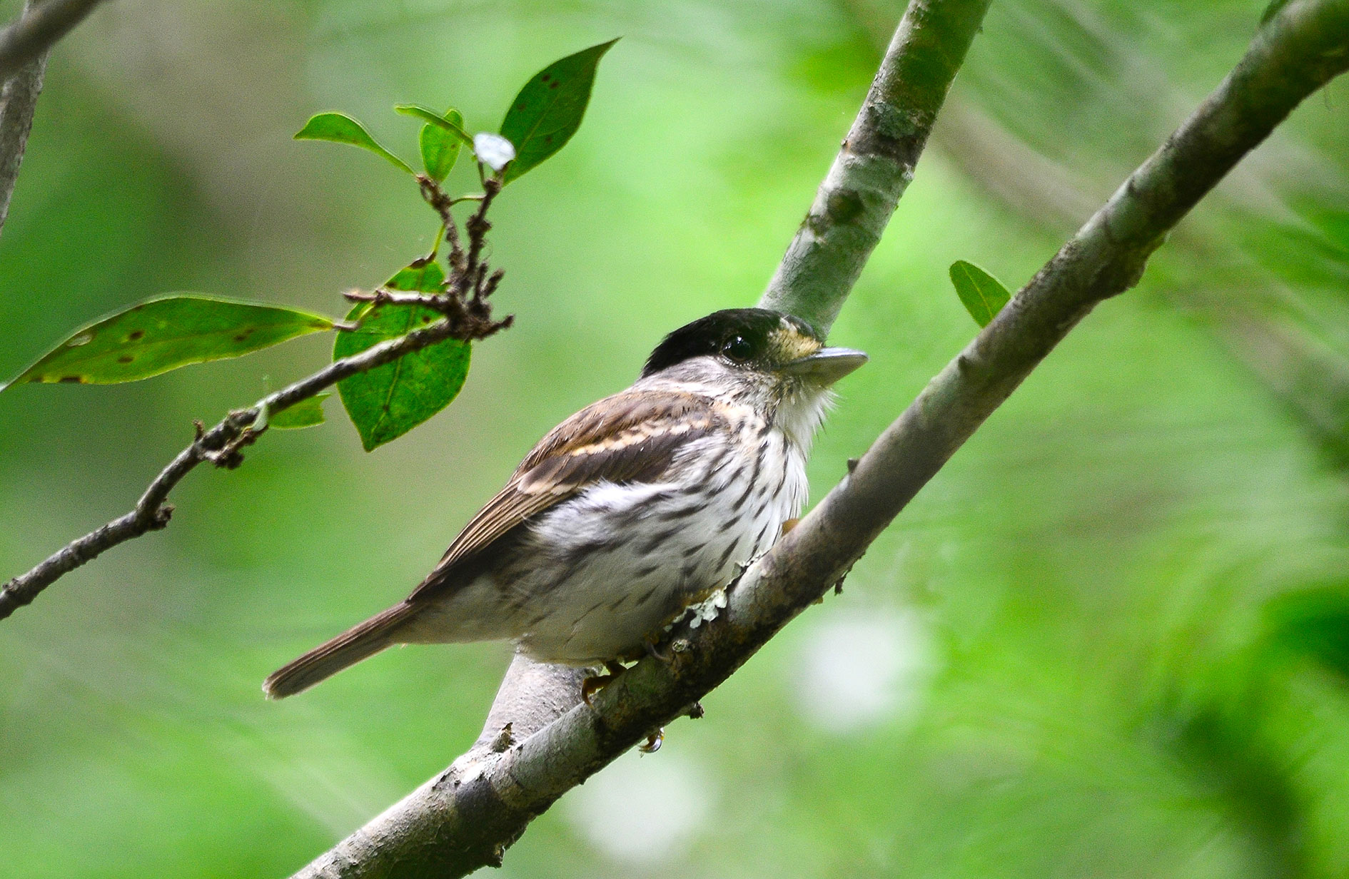Kenya Birding - Nature Travel Birding