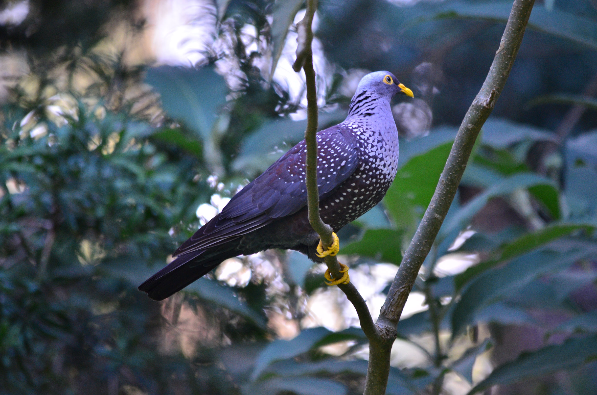 Kenya Birding - Nature Travel Birding