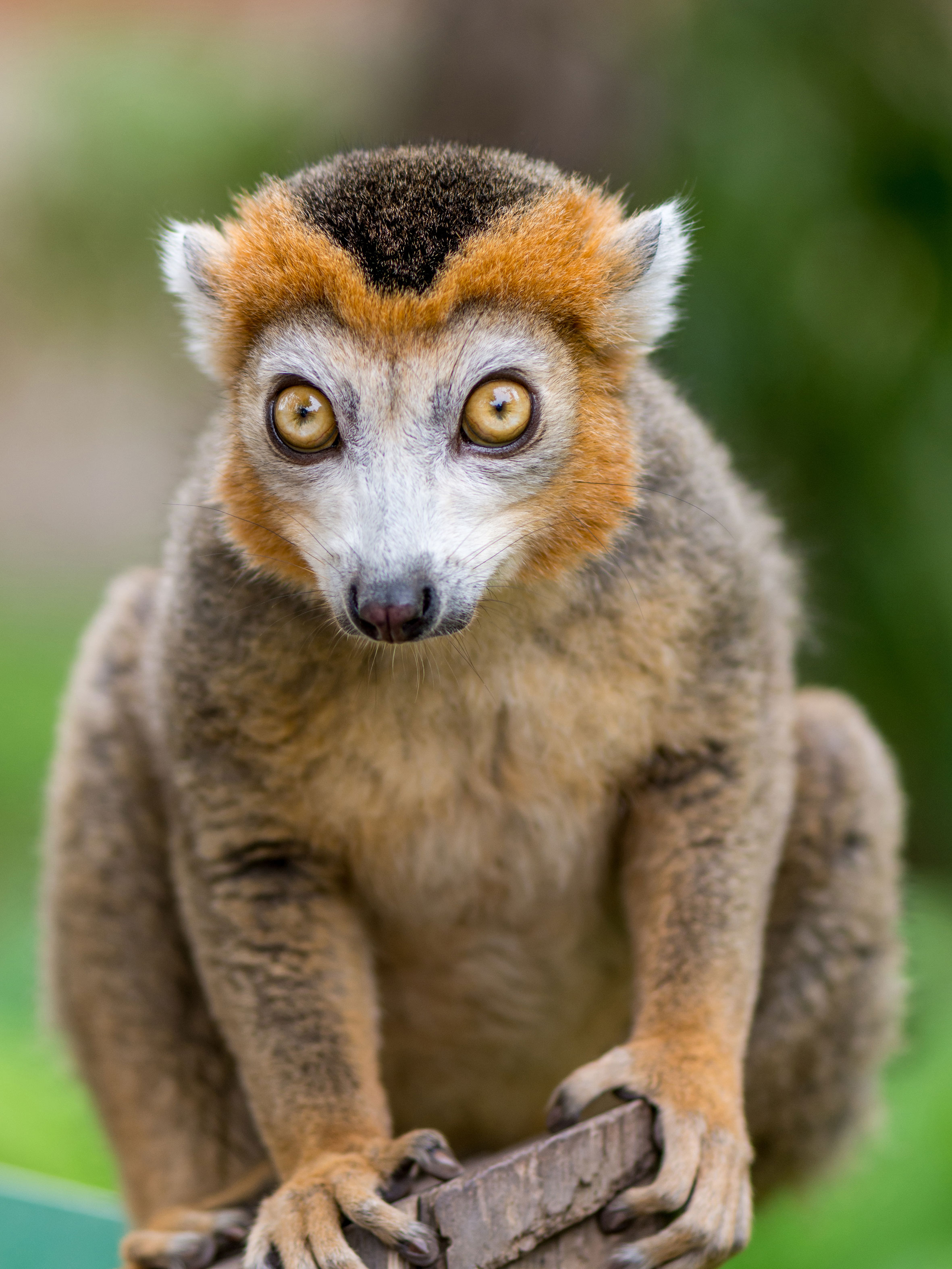 Madagascar Birding Tour - Small group private guided tours