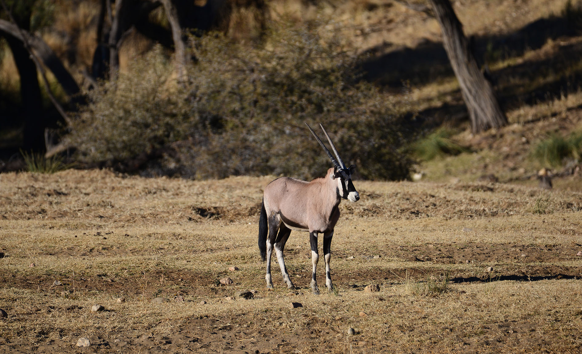 Windhoek Day Tour - Nature Travel Birding