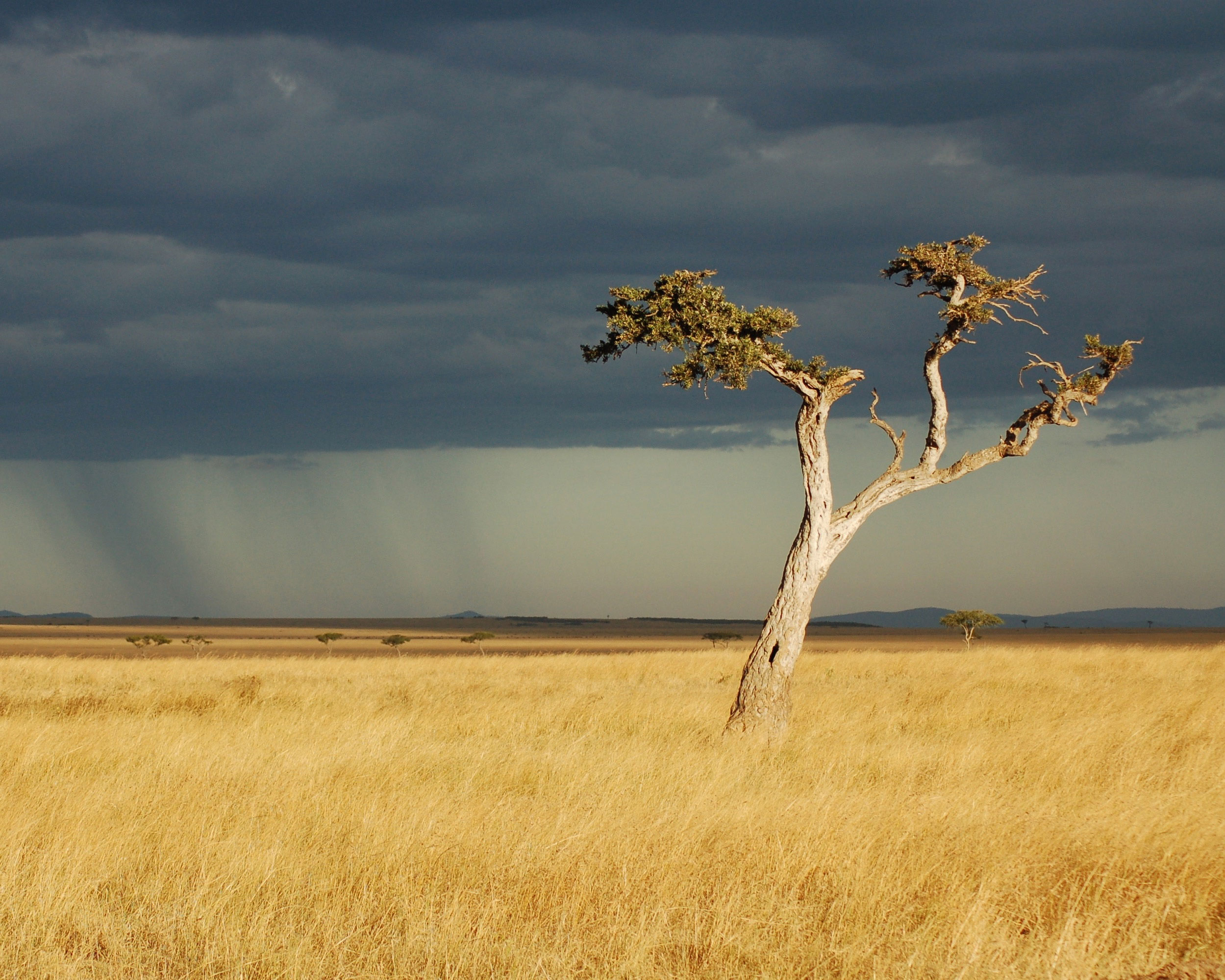 Go Birding in Kenya - Nature Travel Birding : Expert-guided Birding Tours