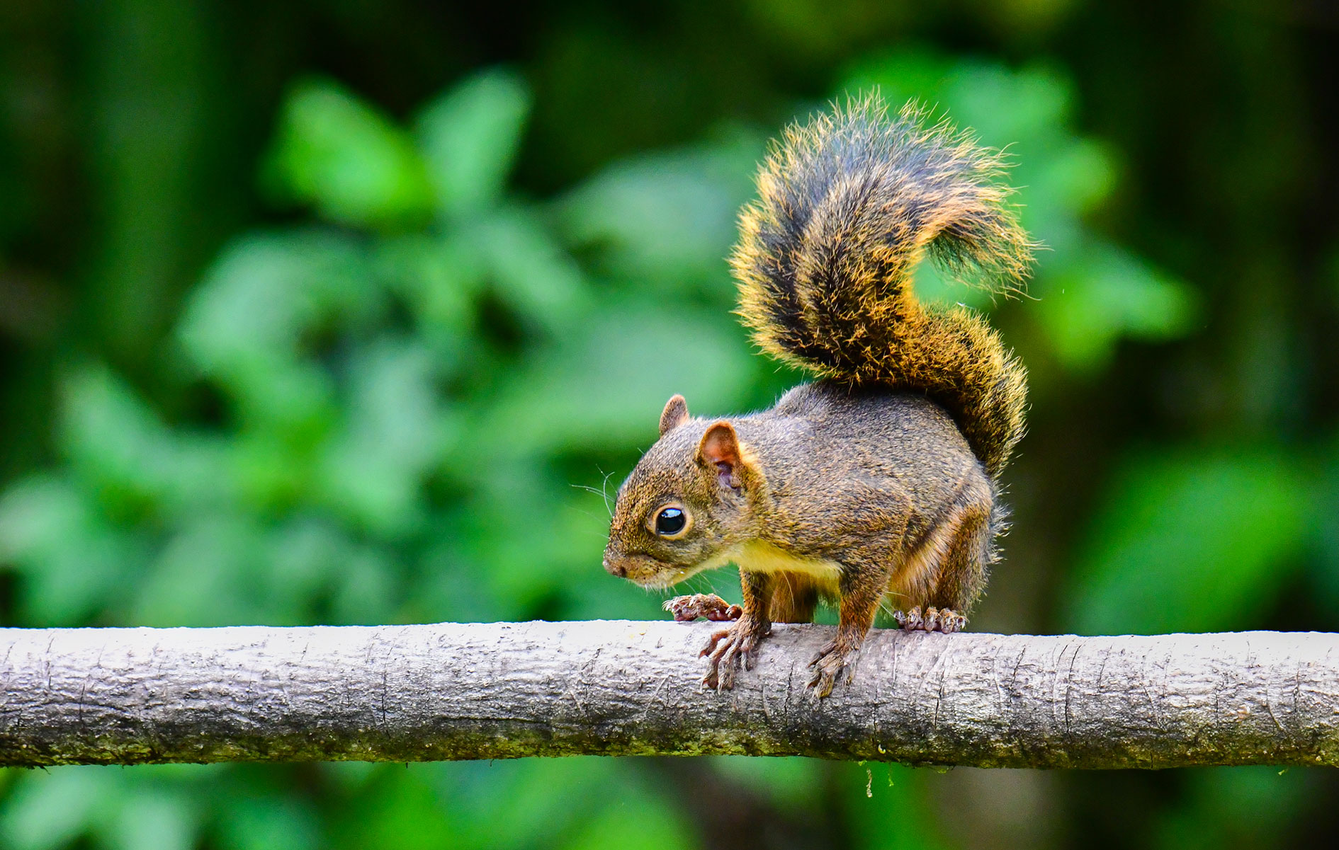 Southern Peru with Machu Picchu - Nature Travel Birding
