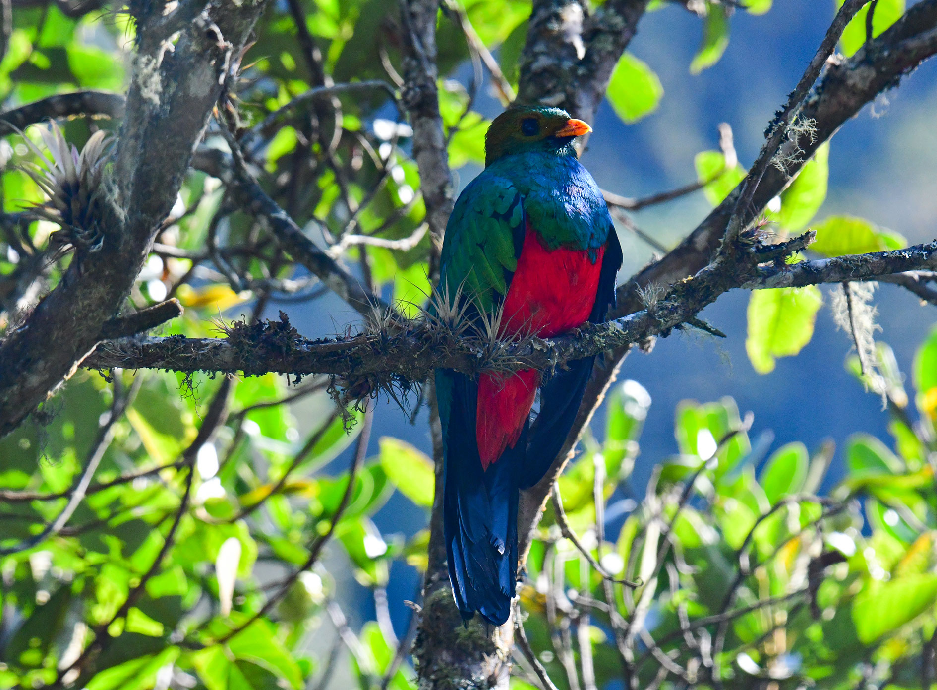 Southern Peru Birding - Expert-guided tours: Nature Travel Birding