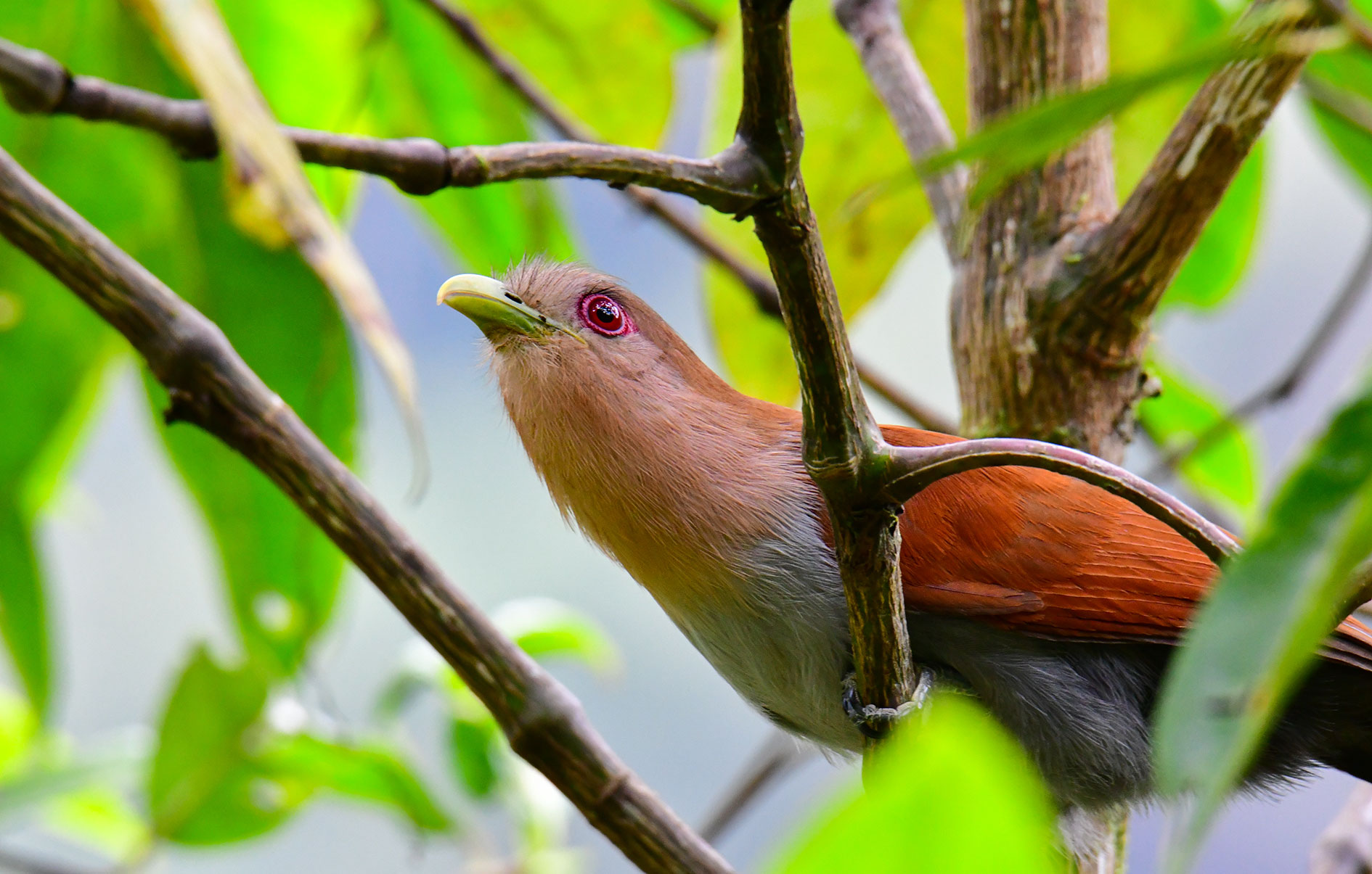 Southern Peru Birding - Expert-guided tours: Nature Travel Birding