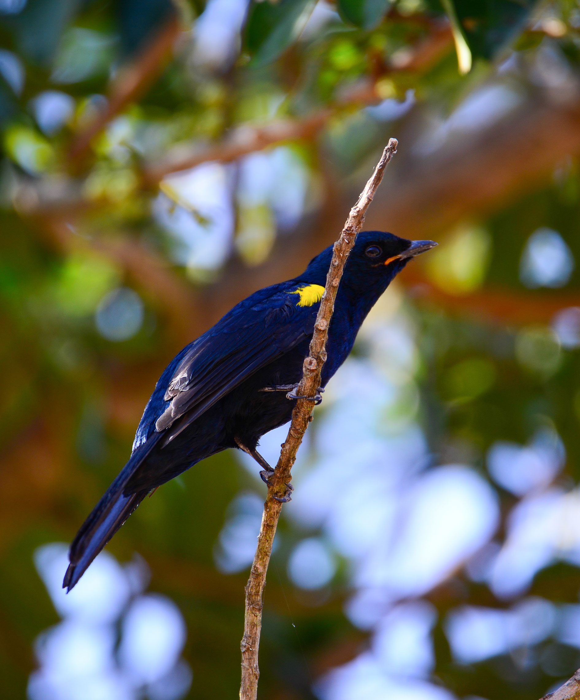 Go Birding in Tanzania - Private guided tours with Nature Travel Birding