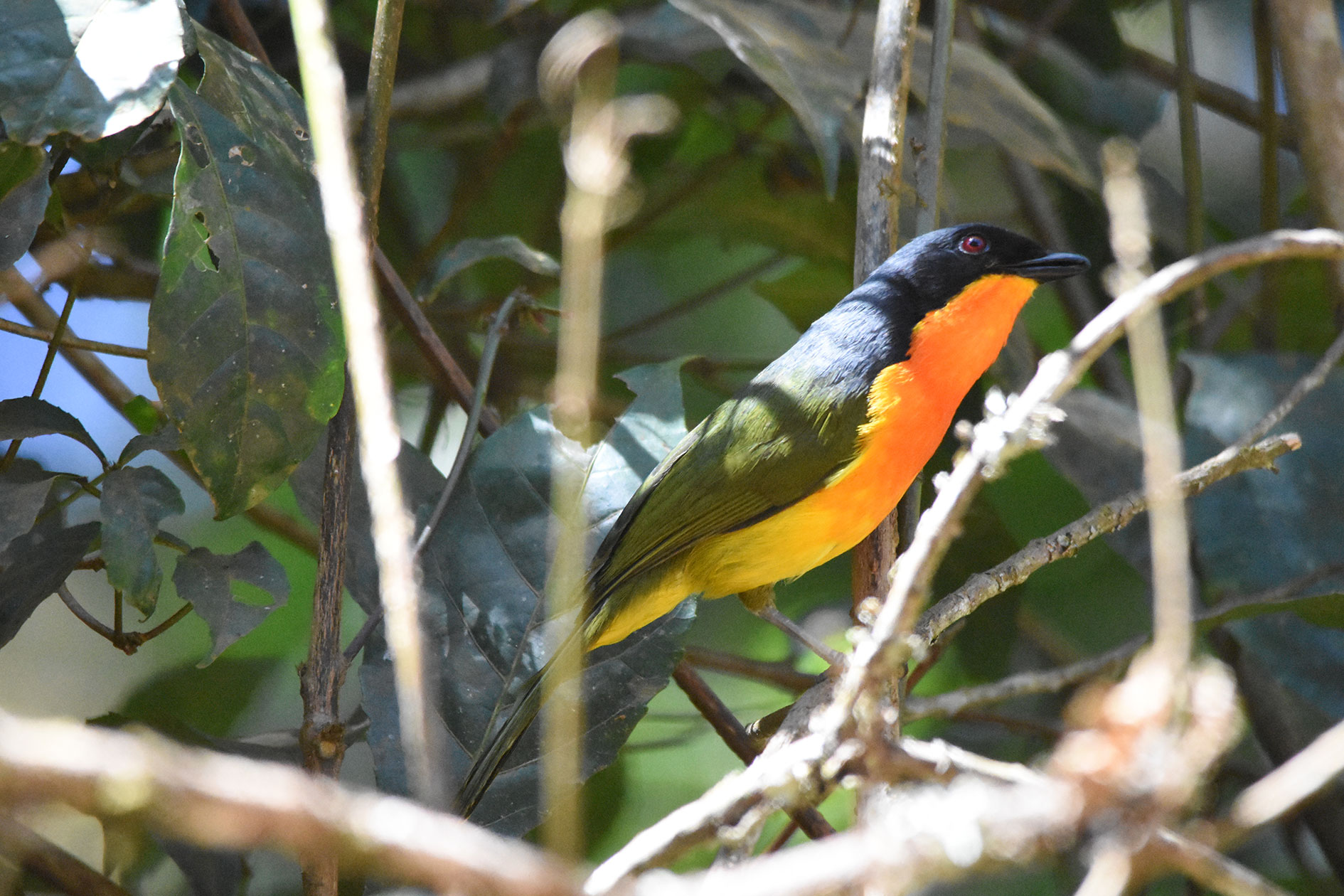 Go Birding in Tanzania - Private guided tours with Nature Travel Birding