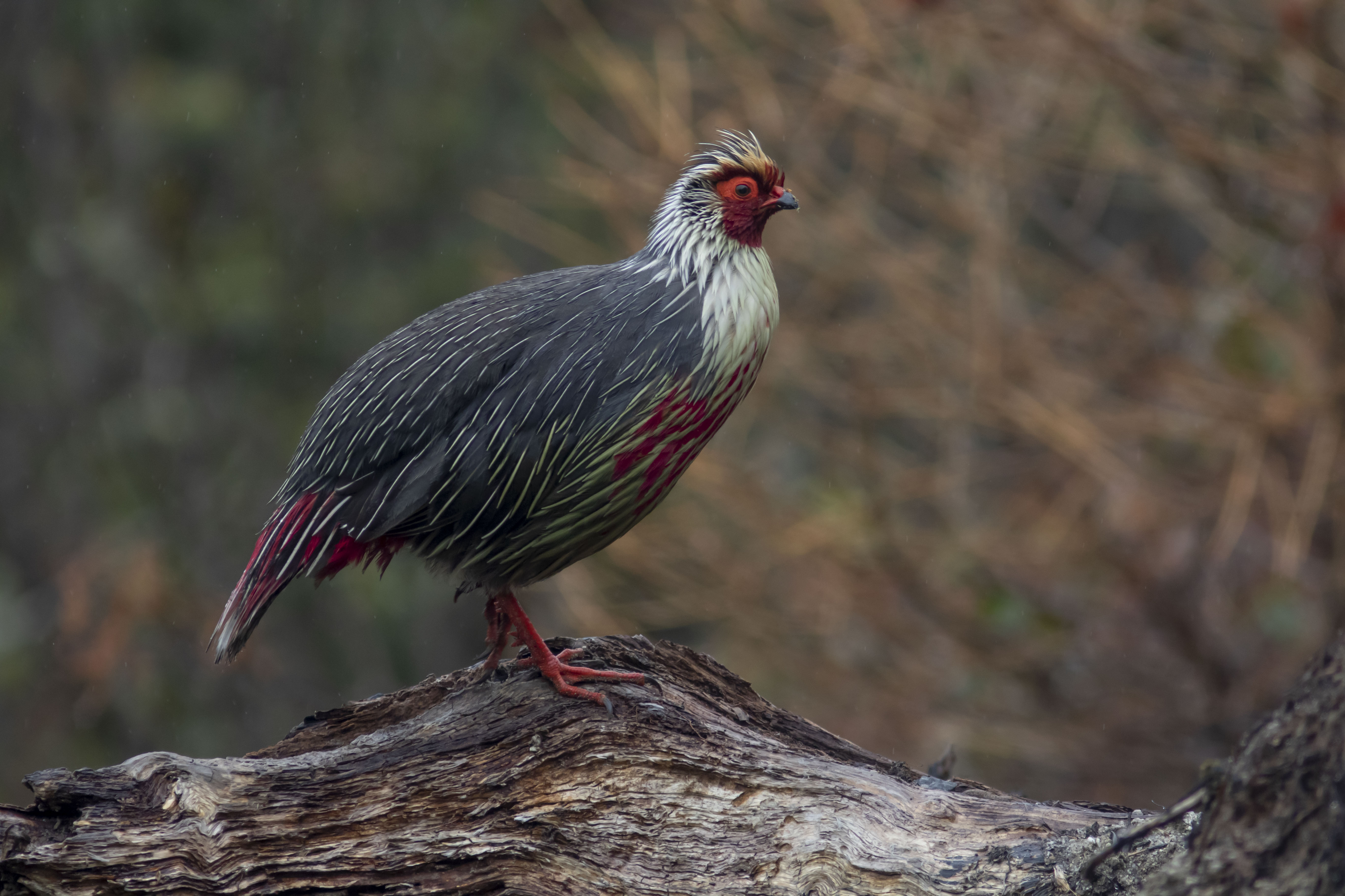 Birding in Bhutan - Private Guided birding tours: Nature Travel Birding