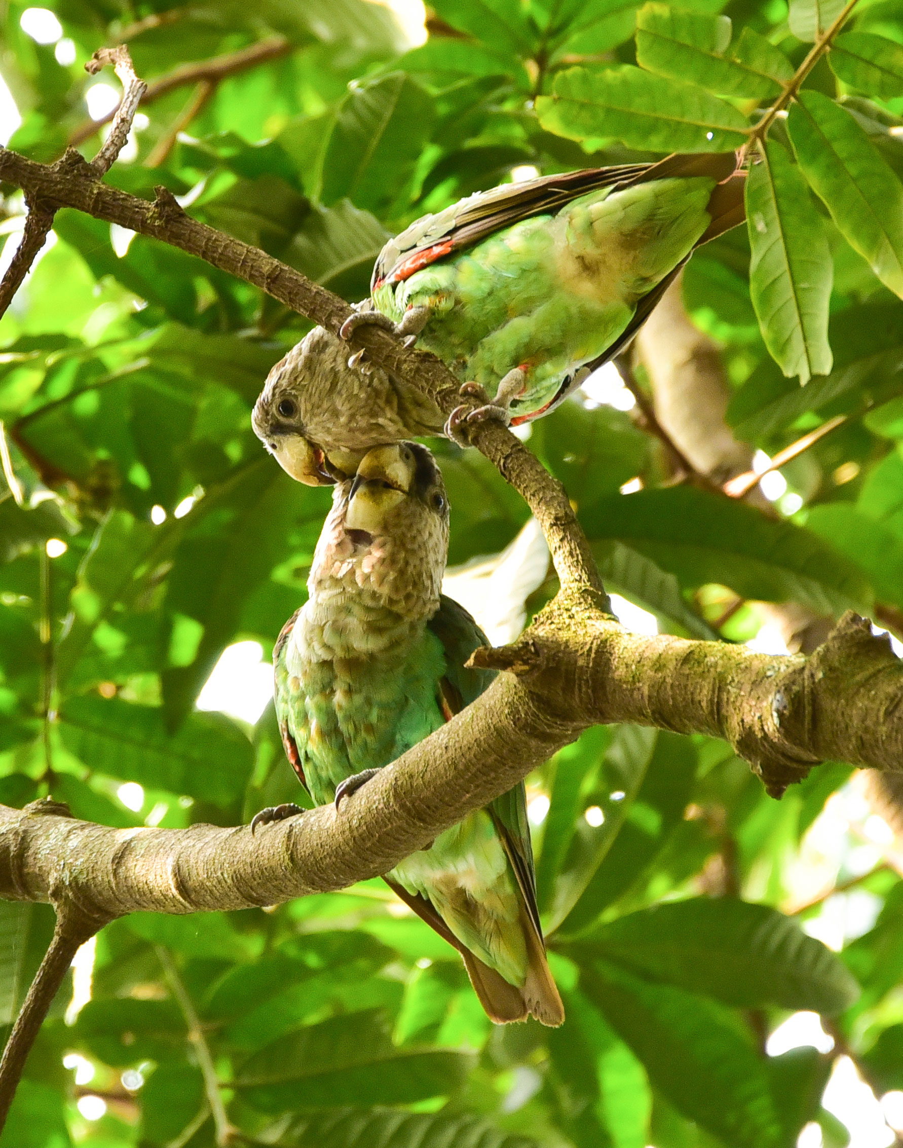 Zambia Birding - Nature Travel Birding