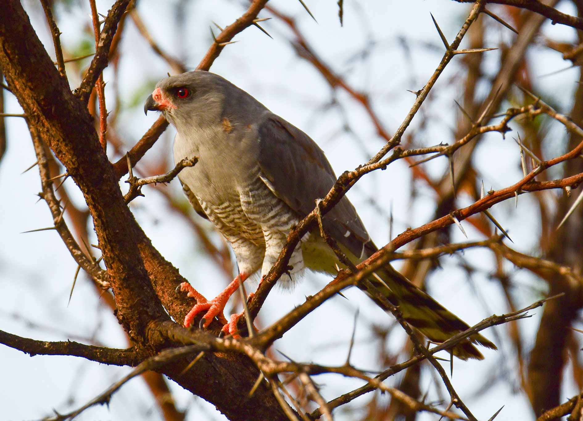 Zambia - Nature Travel Birding