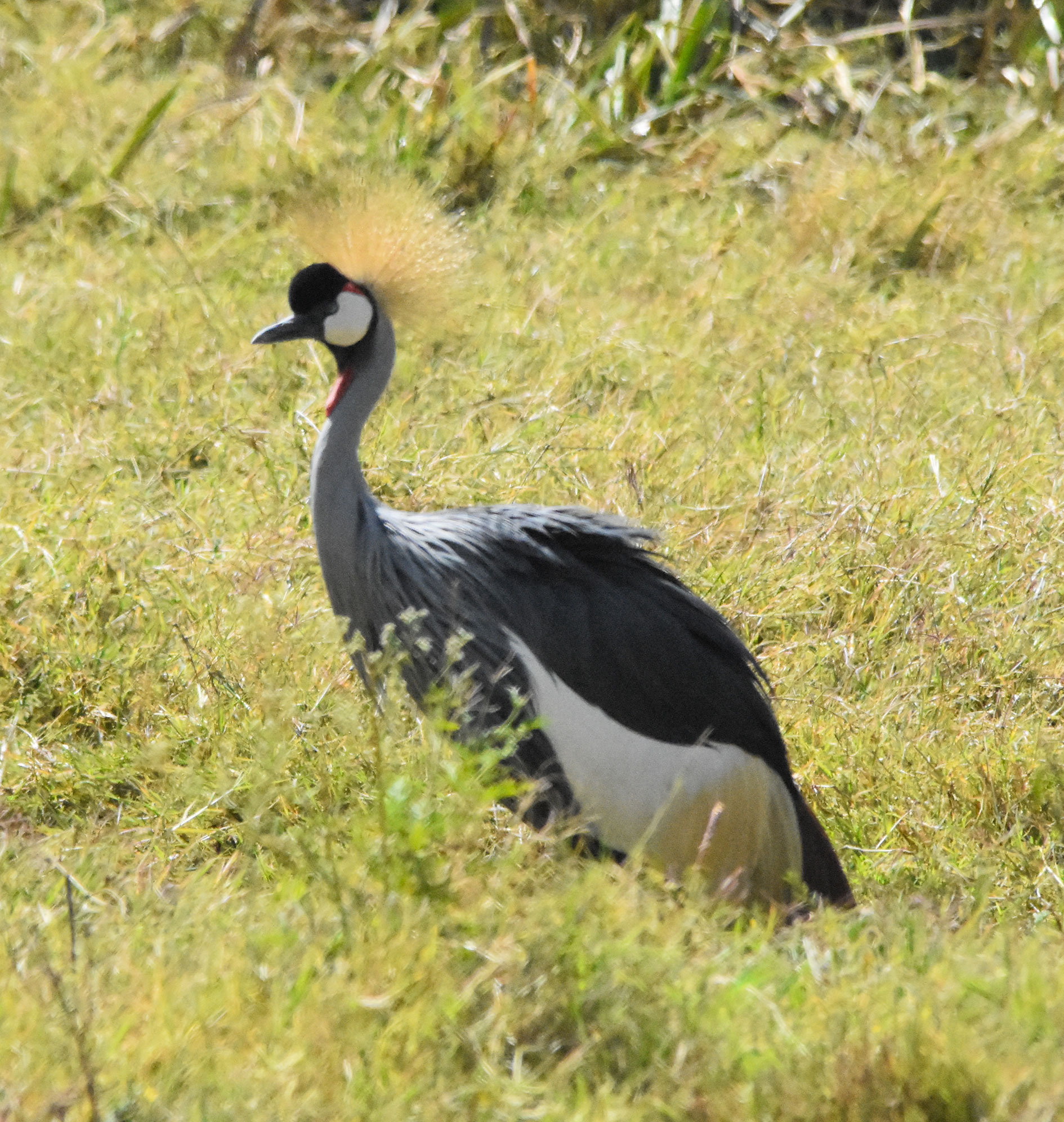 Go Birding in Tanzania - Private guided tours with Nature Travel Birding