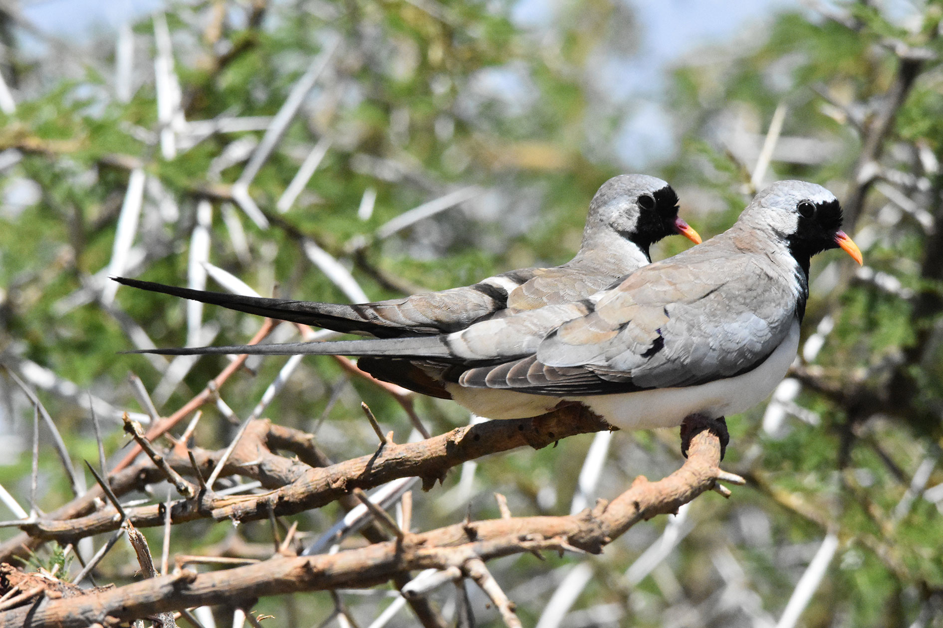 Go Birding in Tanzania - Private guided tours with Nature Travel Birding