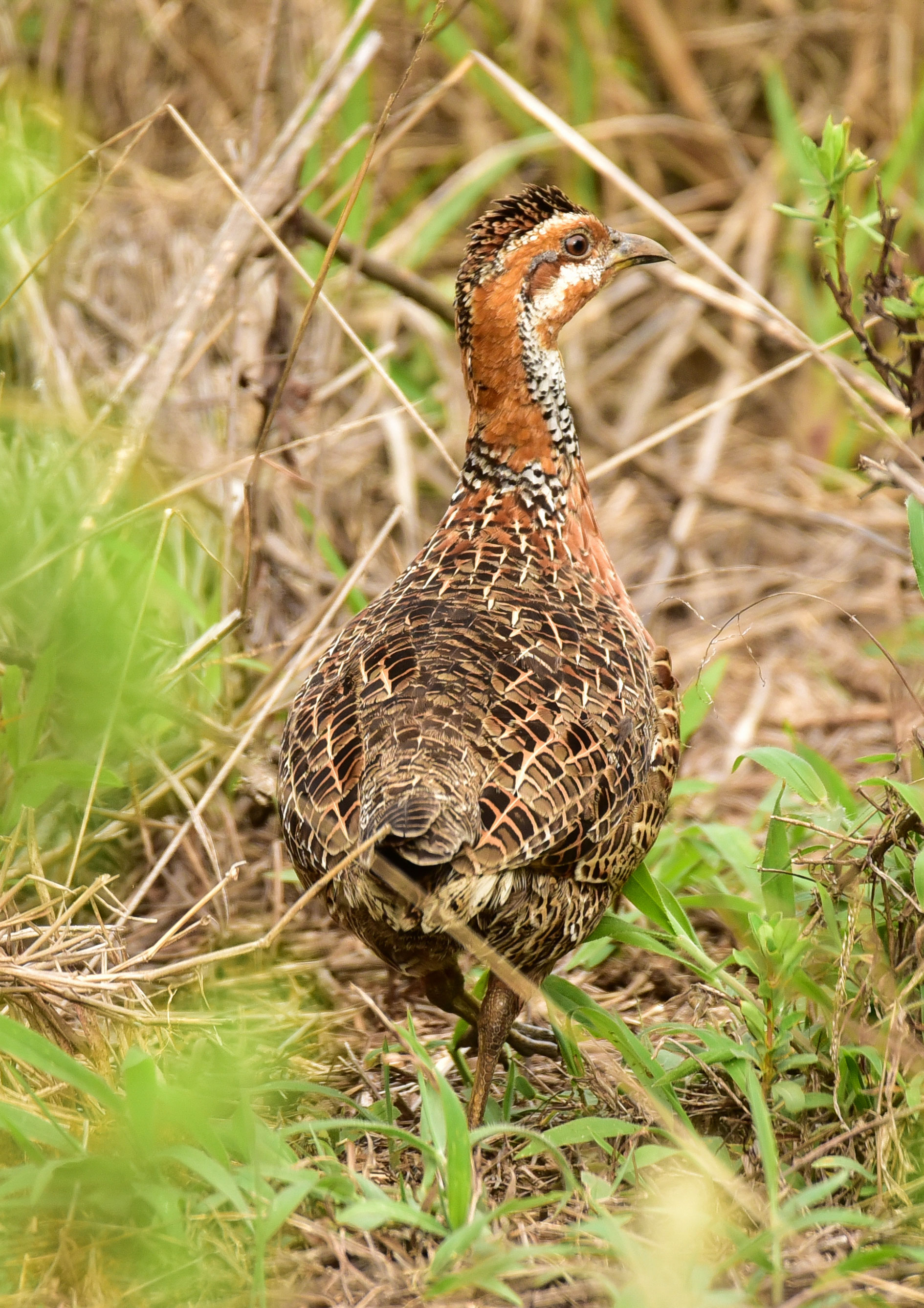 Malawi Birding Tour - Expert guided tours with Nature Travel Birding