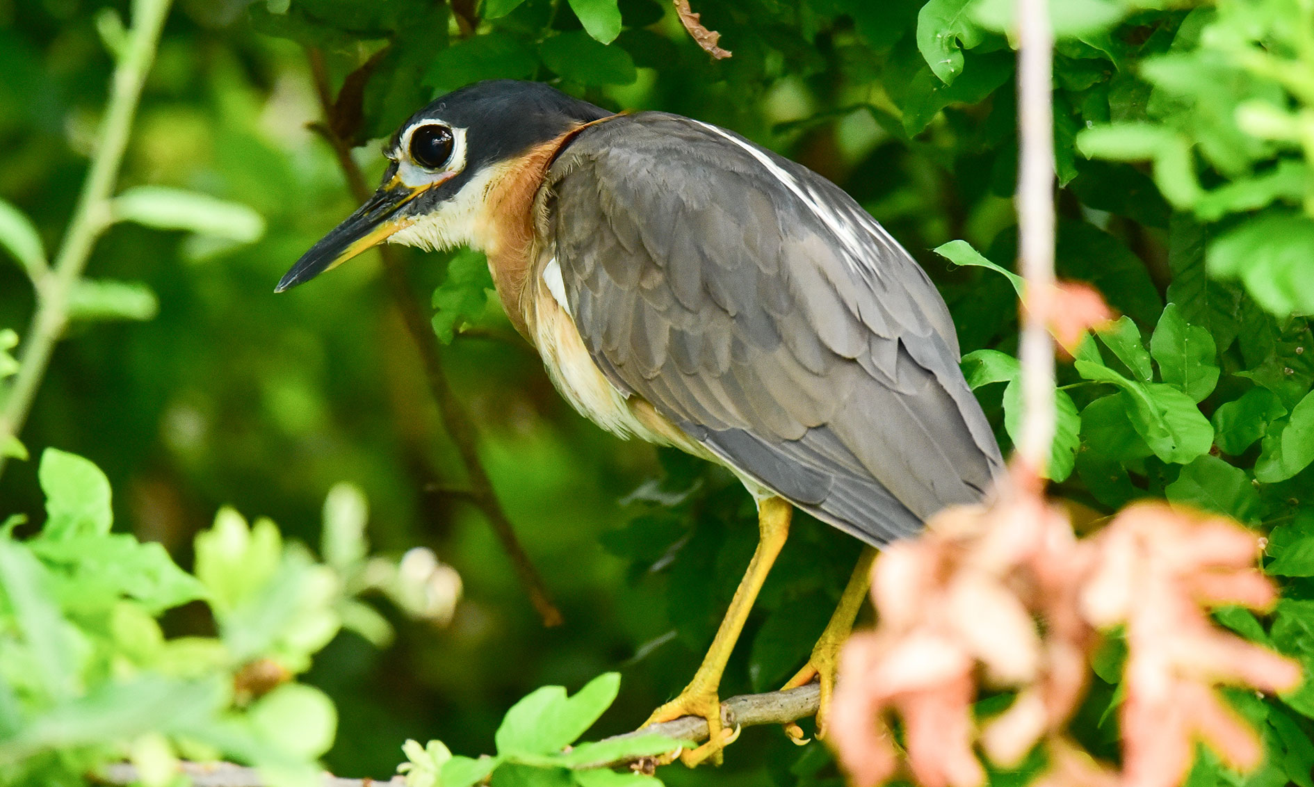 Zambia - Nature Travel Birding