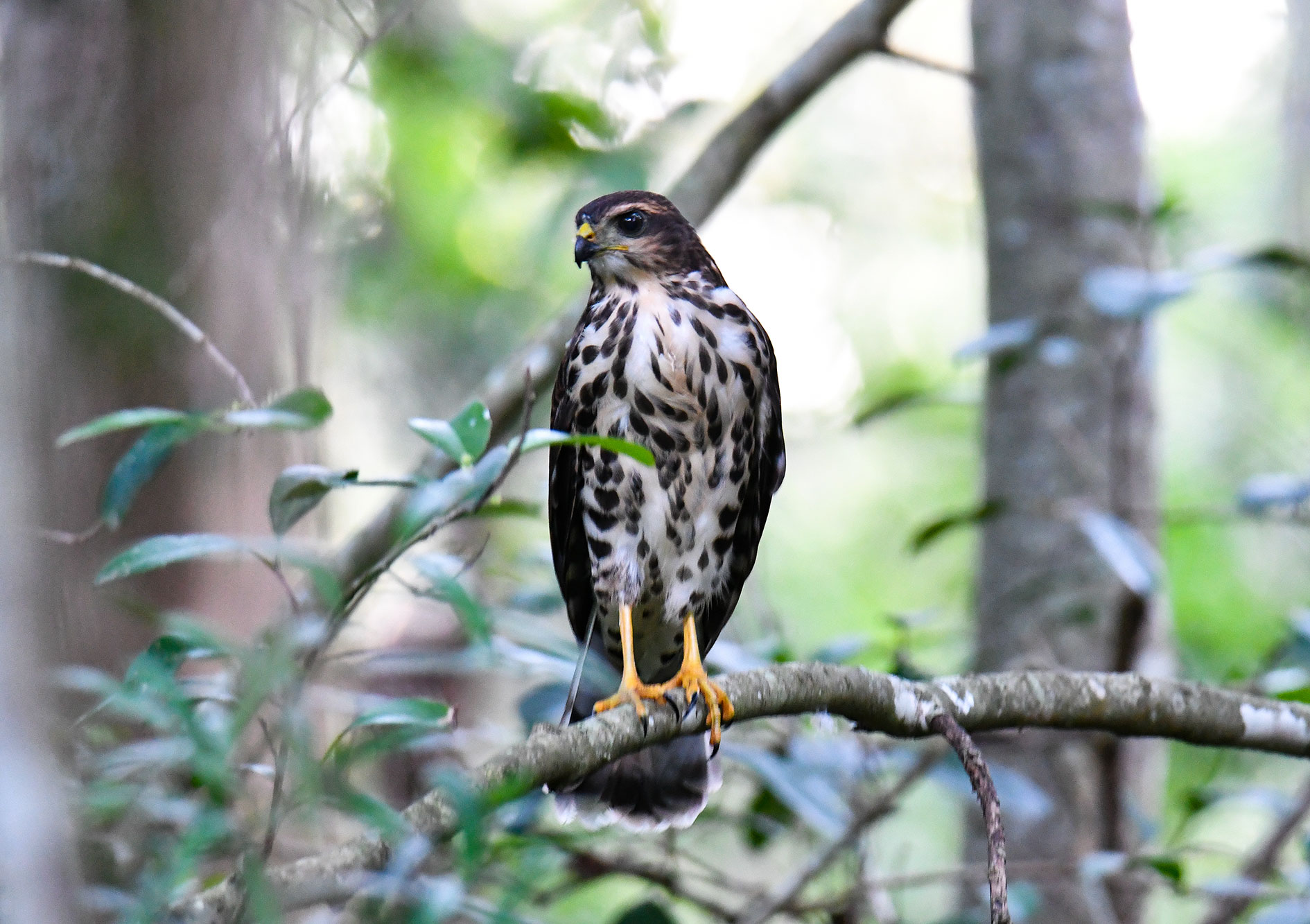 Zimbabwe Birding Tours - Private guided tours with Nature Travel Birding