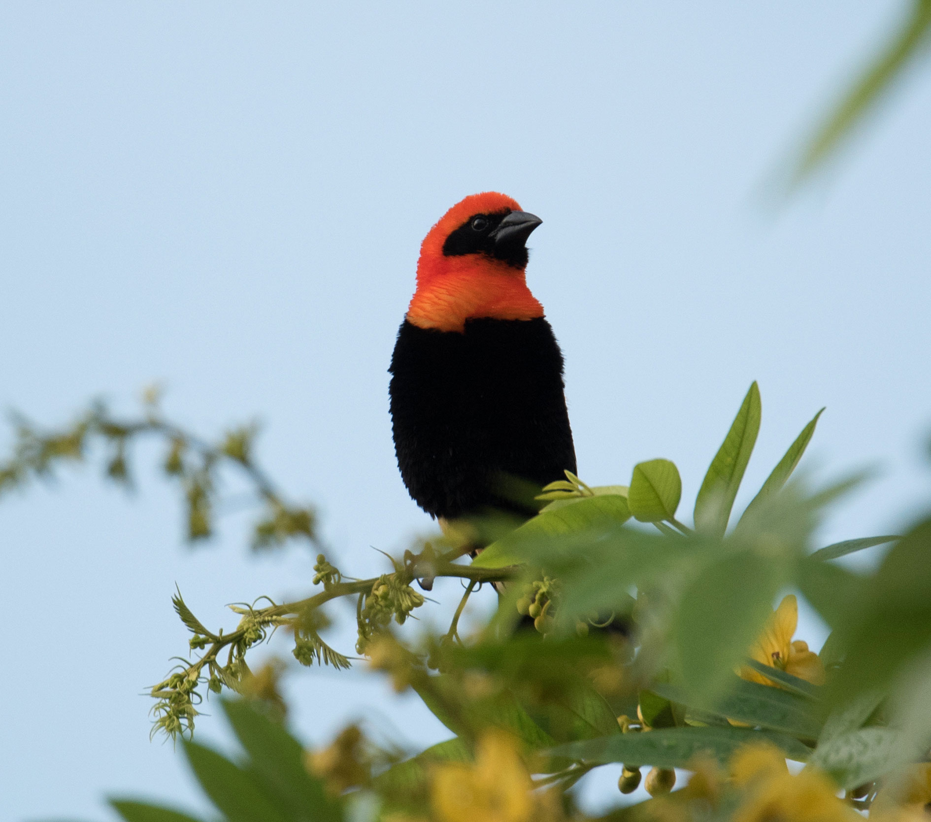 Zimbabwe Birding - Nature Travel Birding