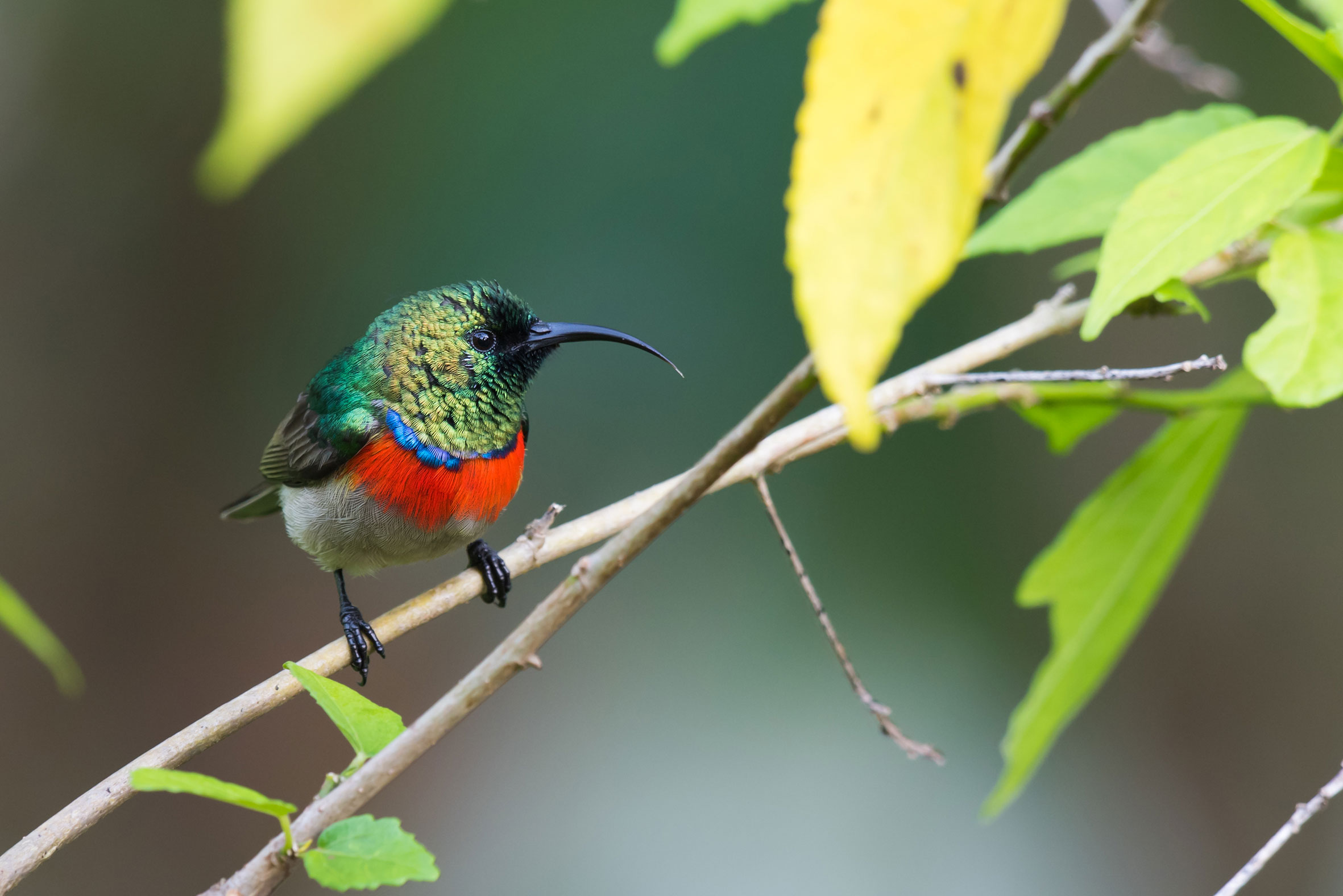 Zimbabwe Birding - Nature Travel Birding