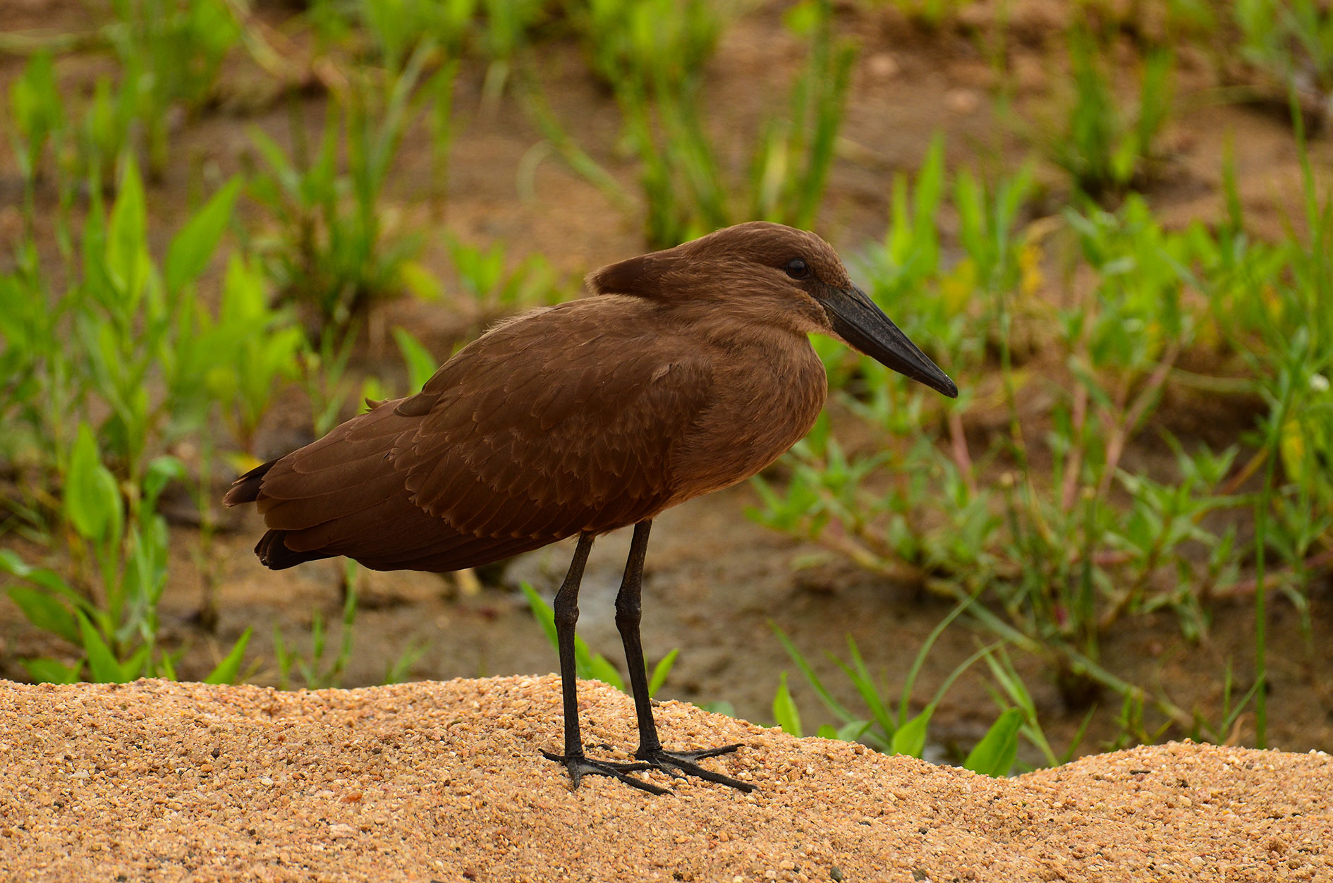 Zimbabwe Birding - Nature Travel Birding