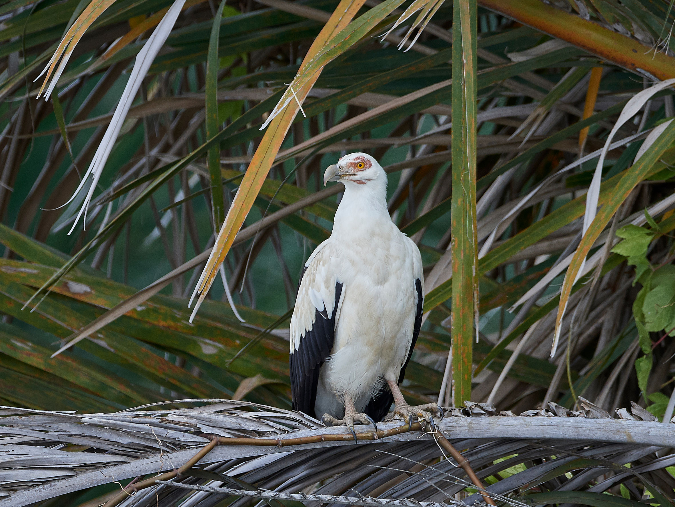 Zimbabwe Birding - Nature Travel Birding