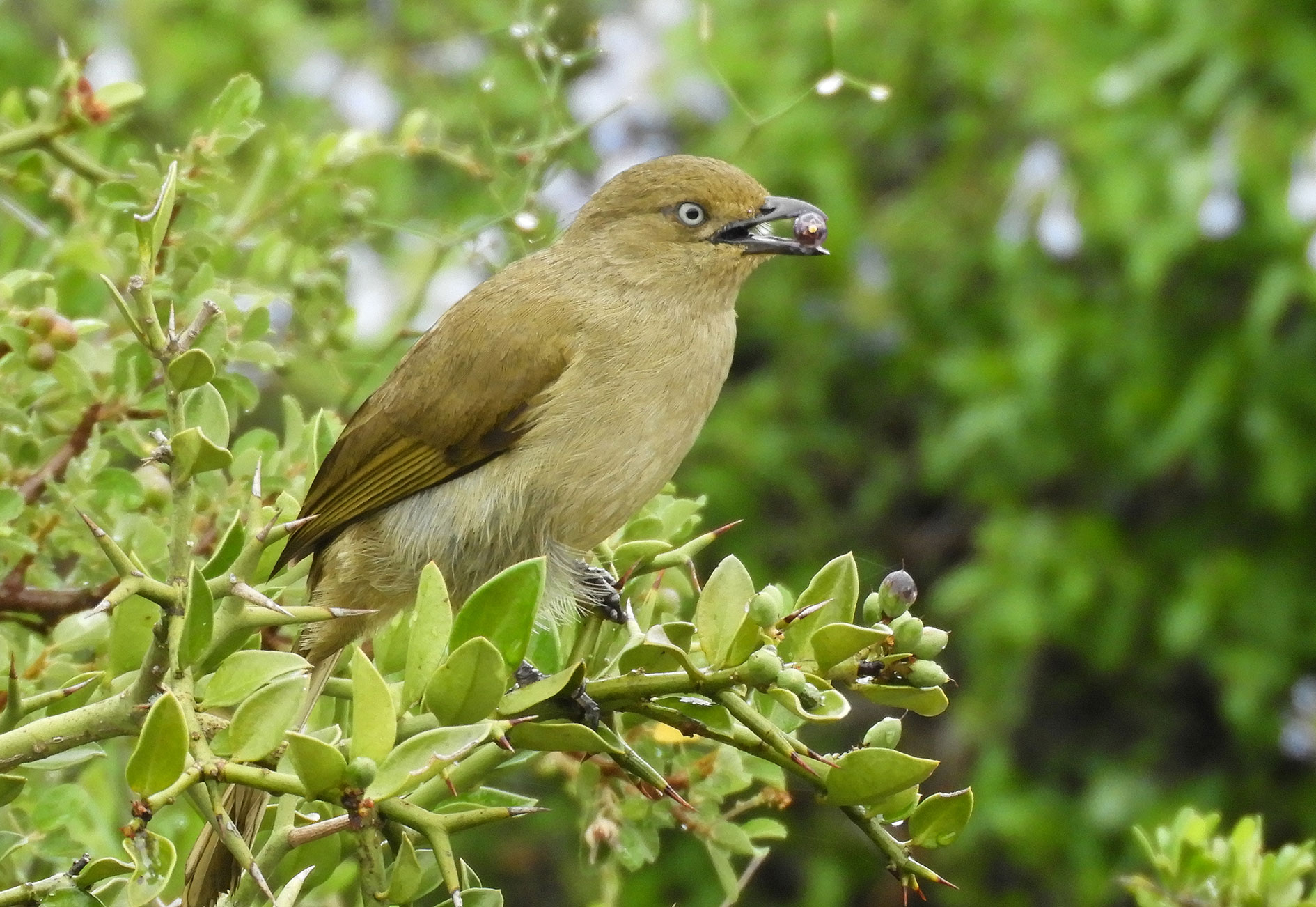 South Africa Birding Tours - Mega Tropical SA with Nature Travel Birding