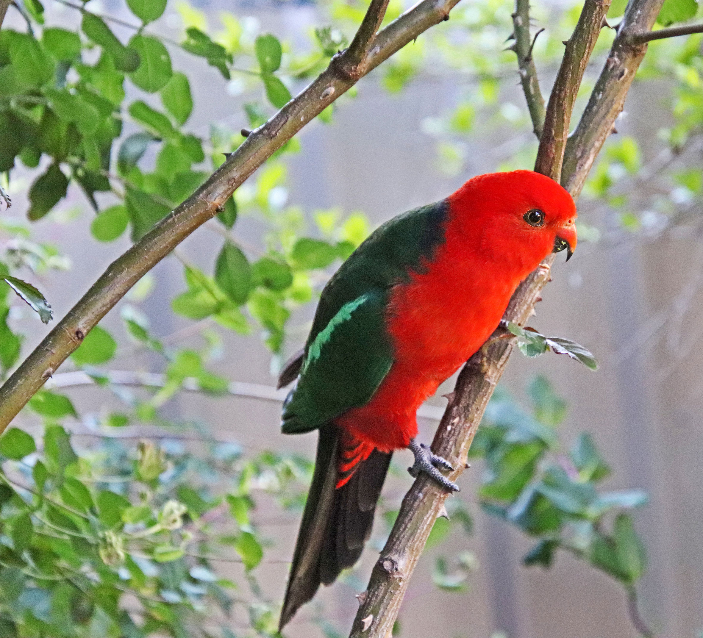 Royal National Park Birding Day Tour - Nature Travel Birding