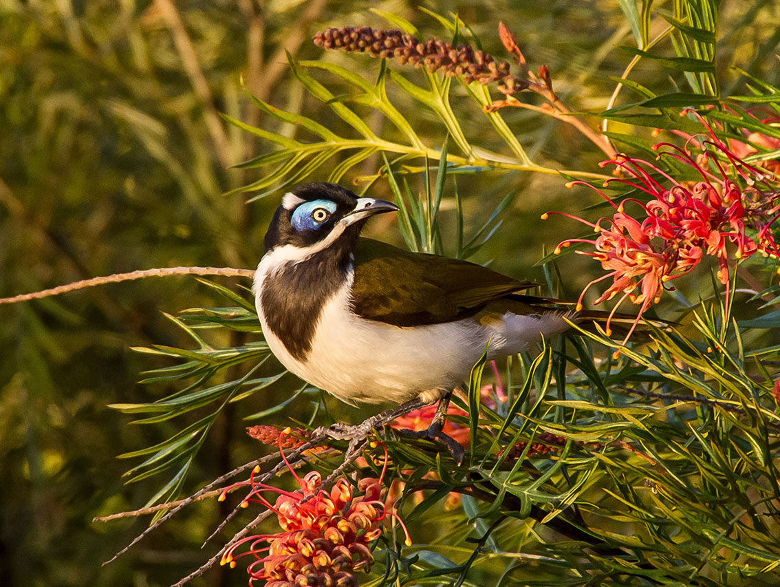 Sydney Birding - Private guided Short and Day tours: Nature Travel Birding