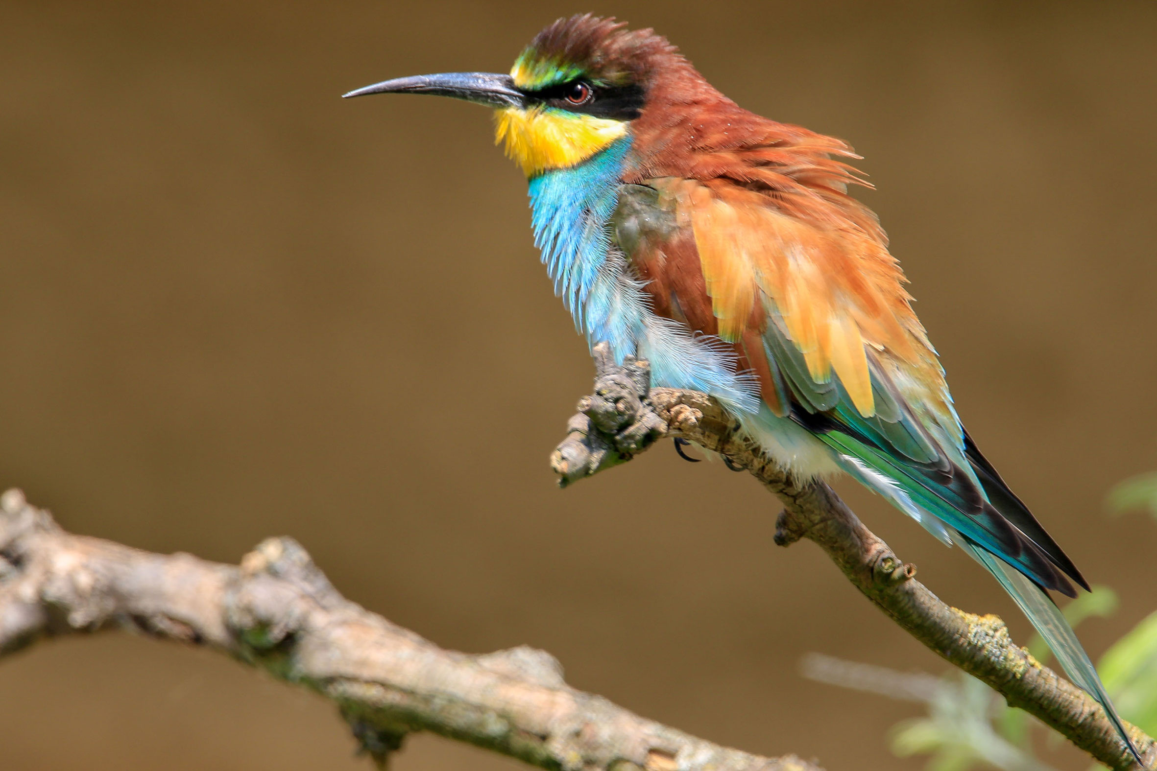 Ethiopia - Nature Travel Birding