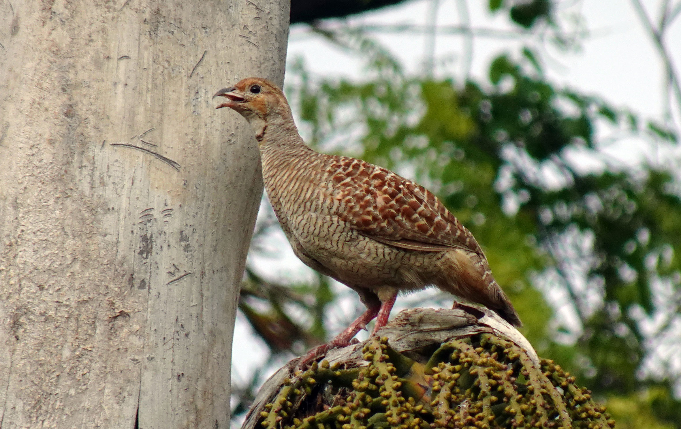 Birding in North India - Customised Tours with Nature Travel Birding