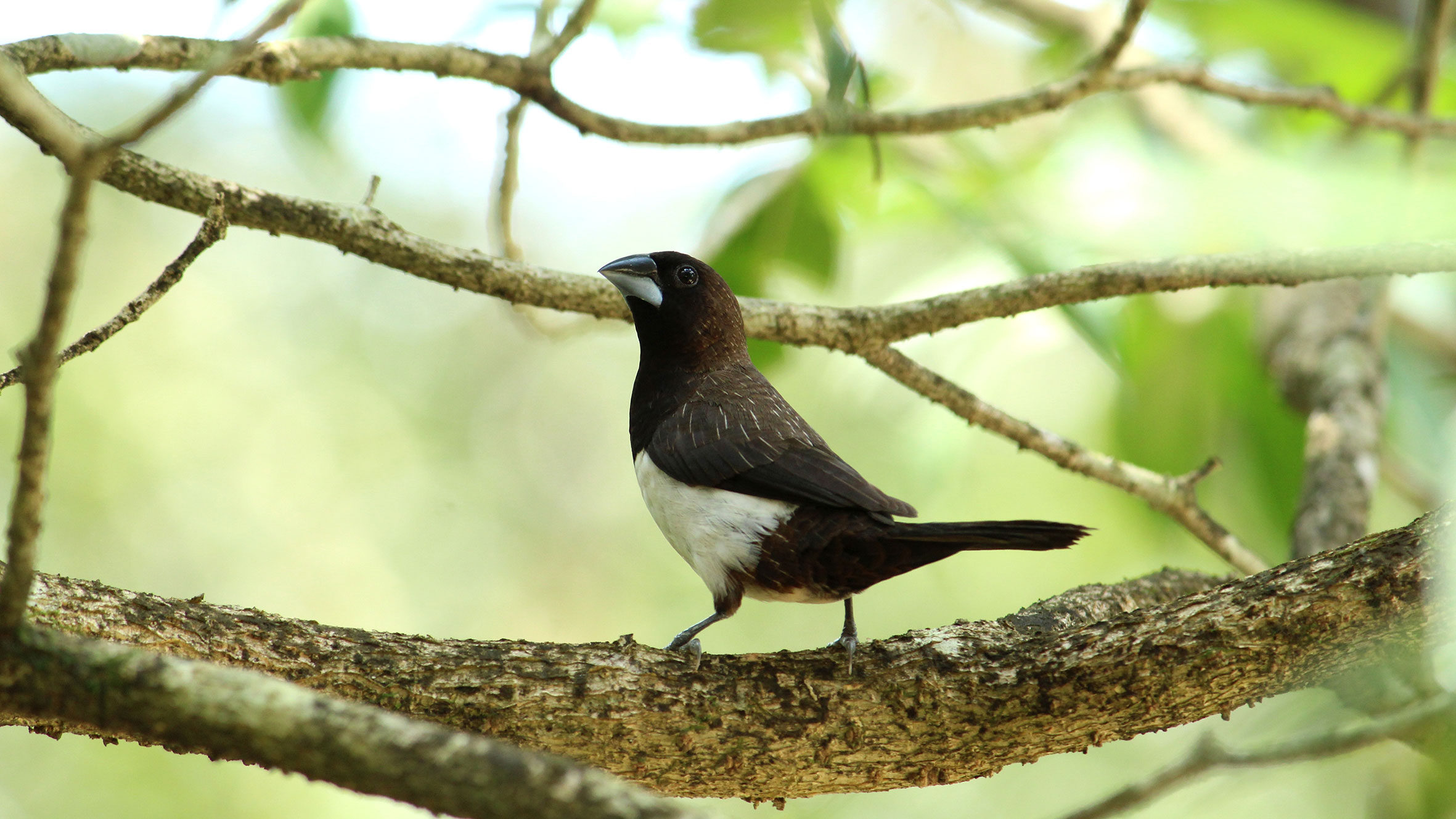 Birding in Southern India - Nature Travel Birding Tours