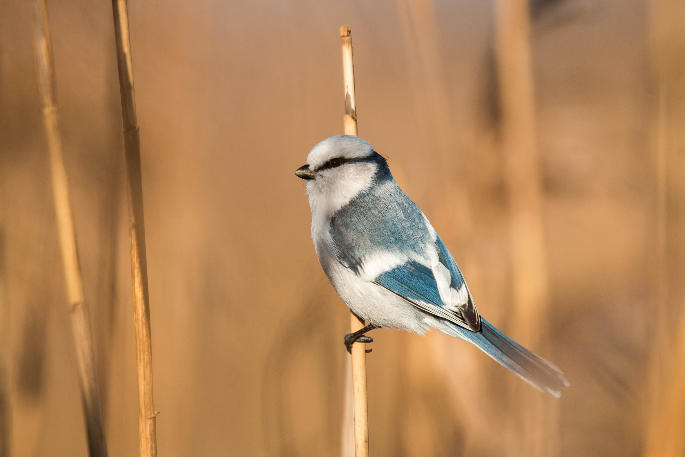 Asia - Nature Travel Birding