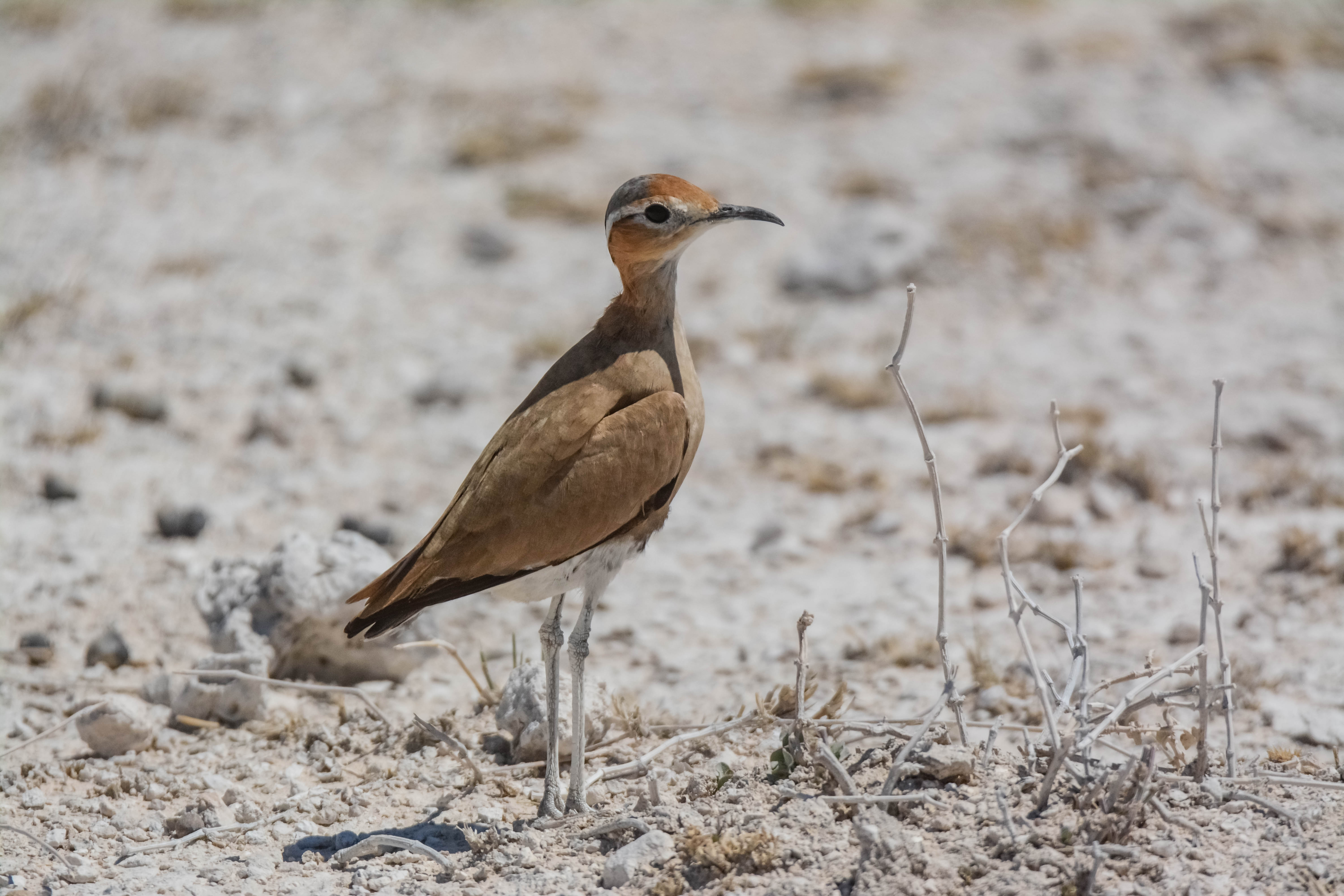 Namibia Birding Tours - Expert guided, small group tours
