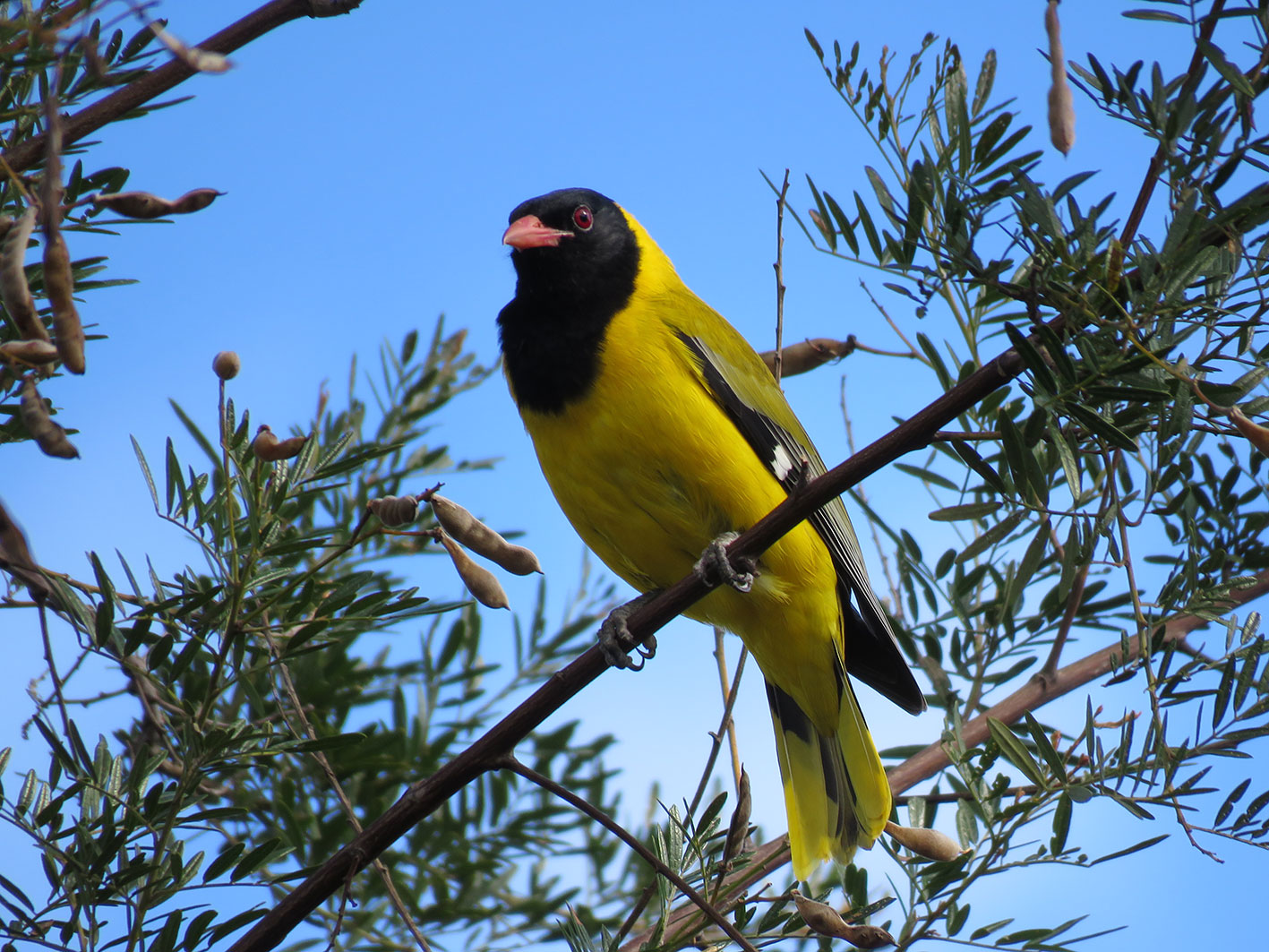 Western Cape - Nature Travel Birding