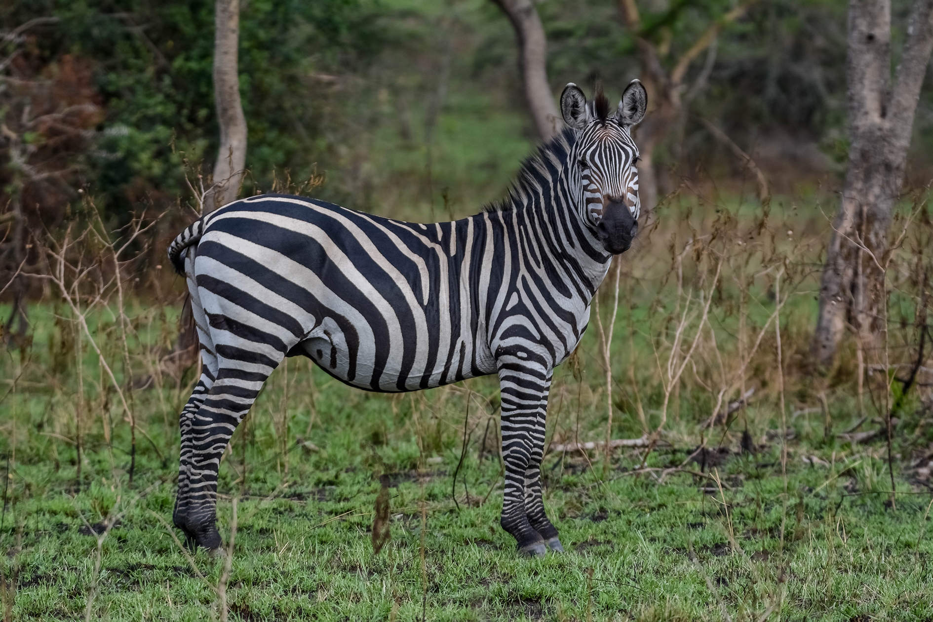 Uganda Birding Trip report - Private guided birding tours