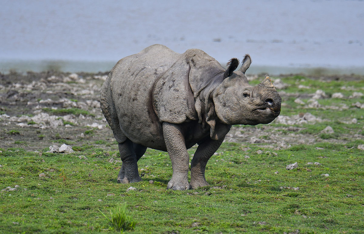 North-East India Birding Tour - Trip report: Nature Travel Birding