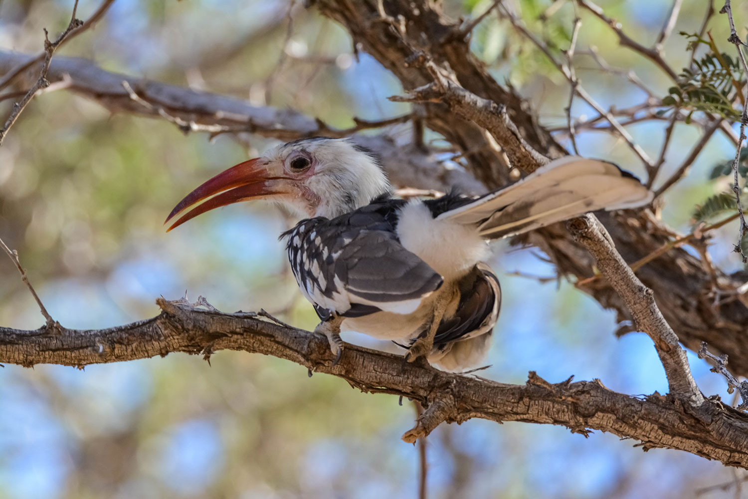 Namibia Endemics Blitz - Nature Travel Birding