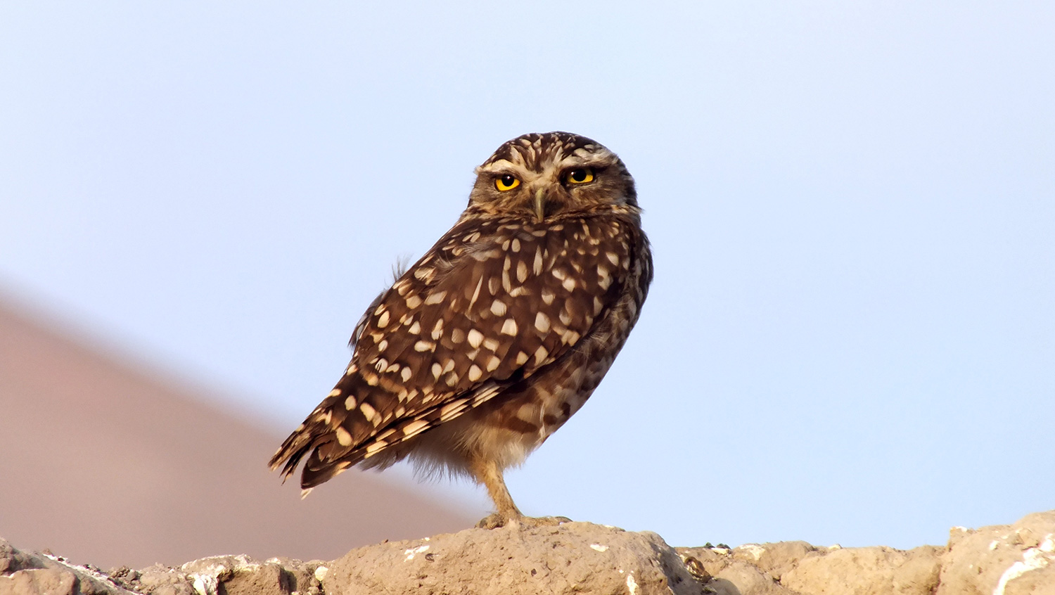 Chile Birding Tour - Nature Travel Birding
