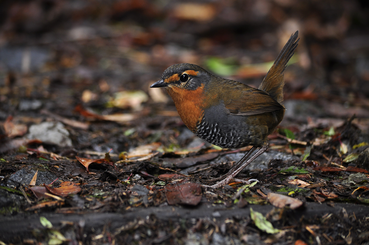 Chile Birding Tour - Nature Travel Birding